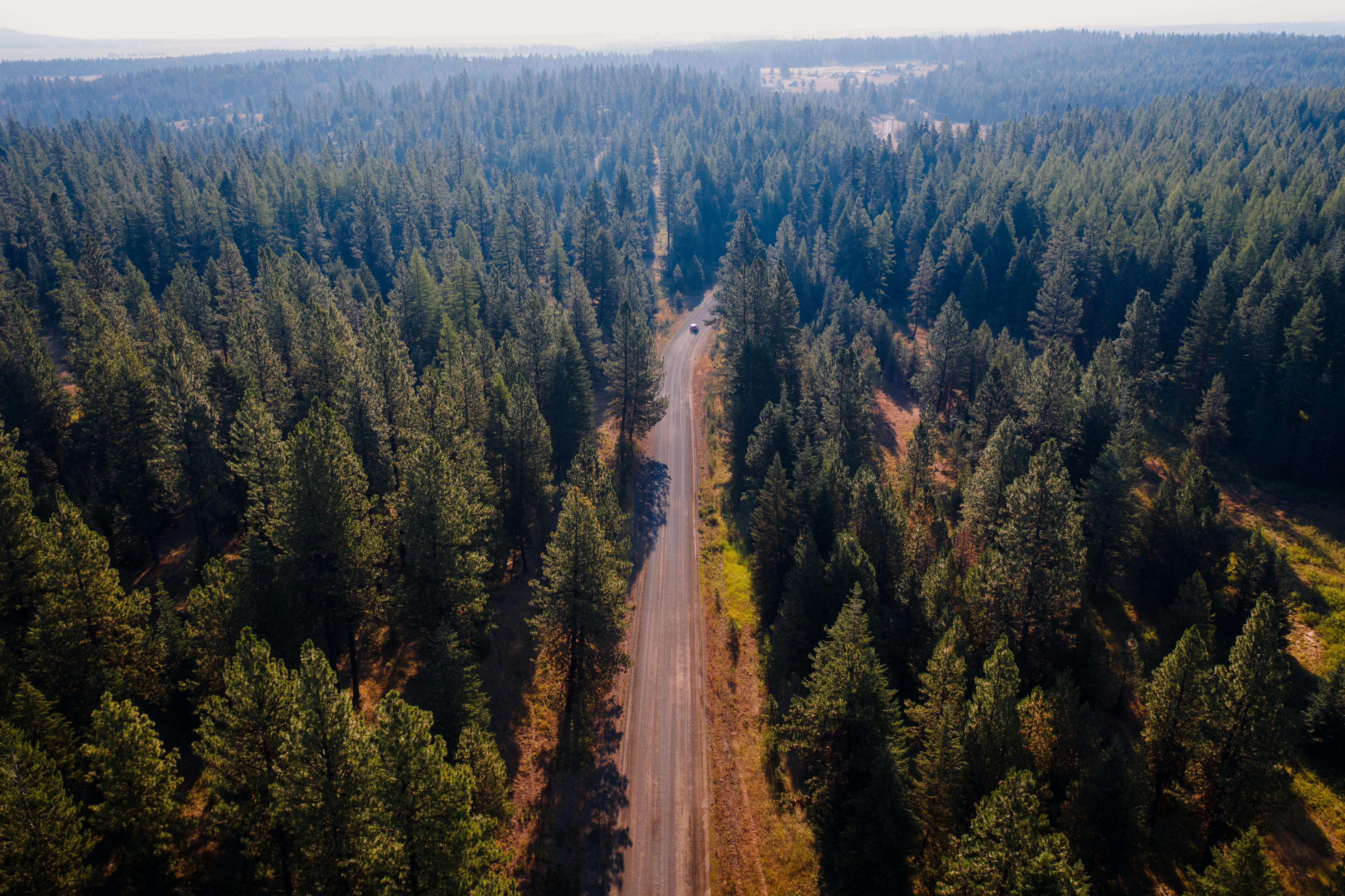 Bird's-eye Photography of Trees Near Road · Free Stock Photo