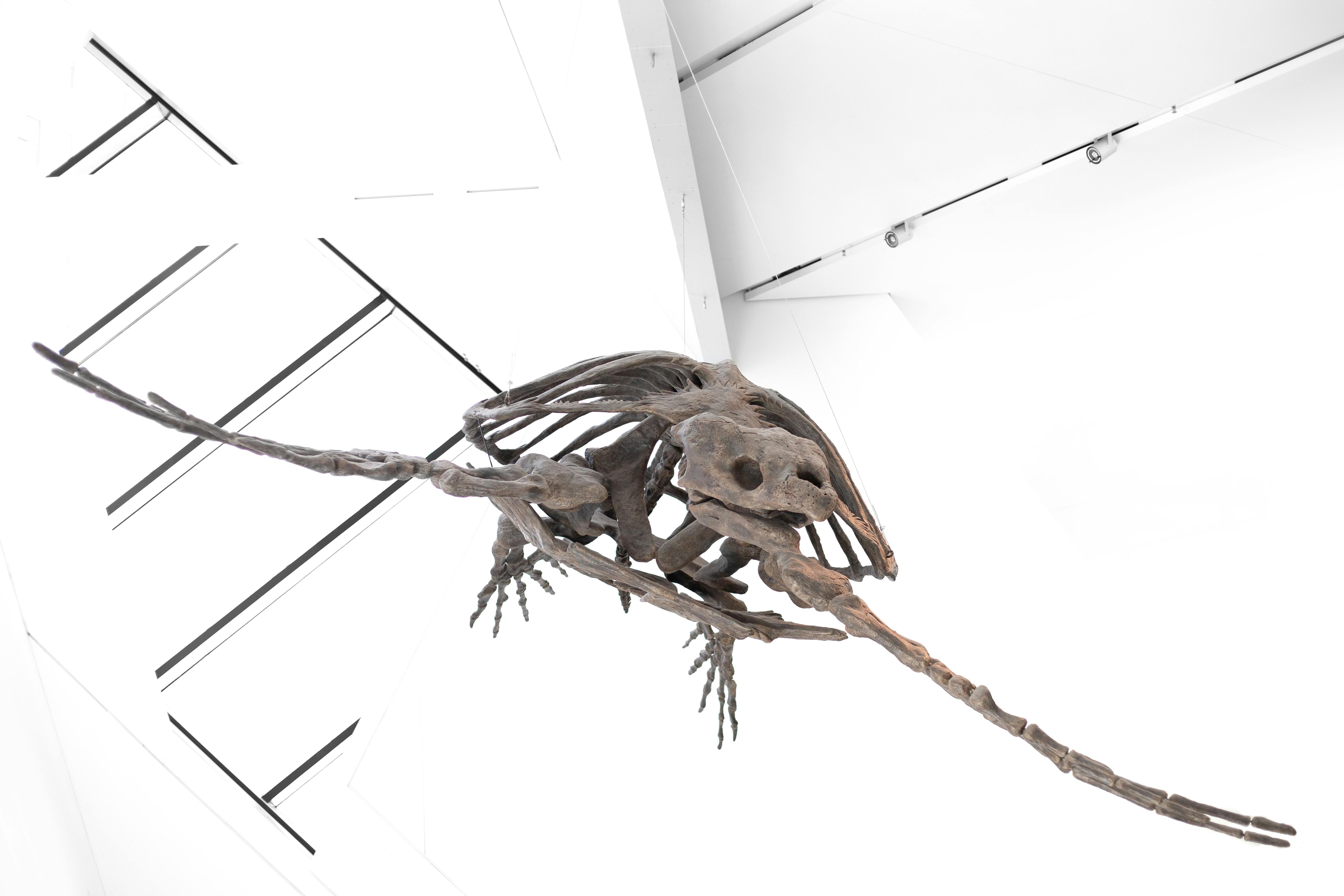 Fish Bone Fossil · Free Stock Photo