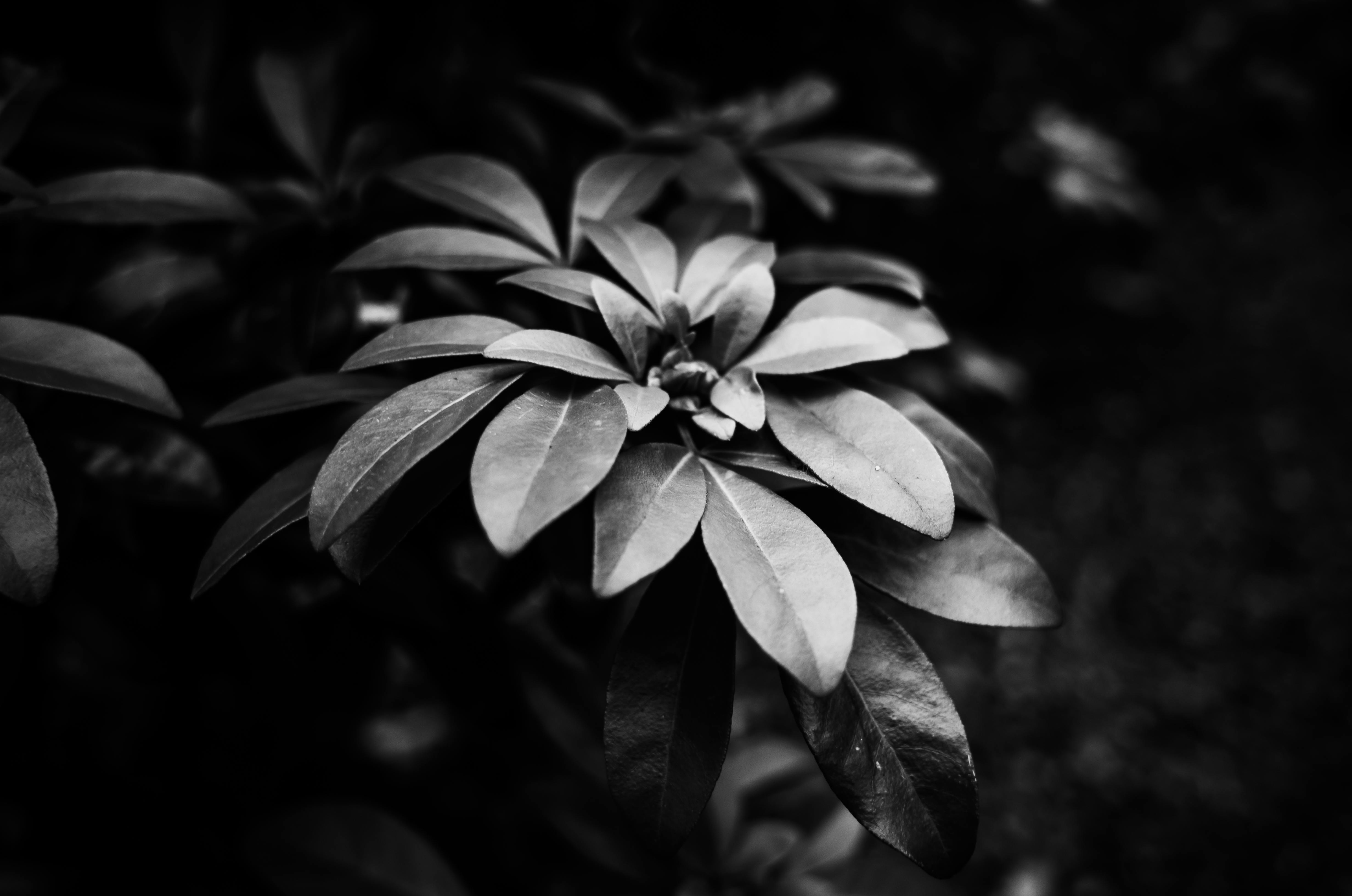 Grayscale Photo of Leaves · Free Stock Photo