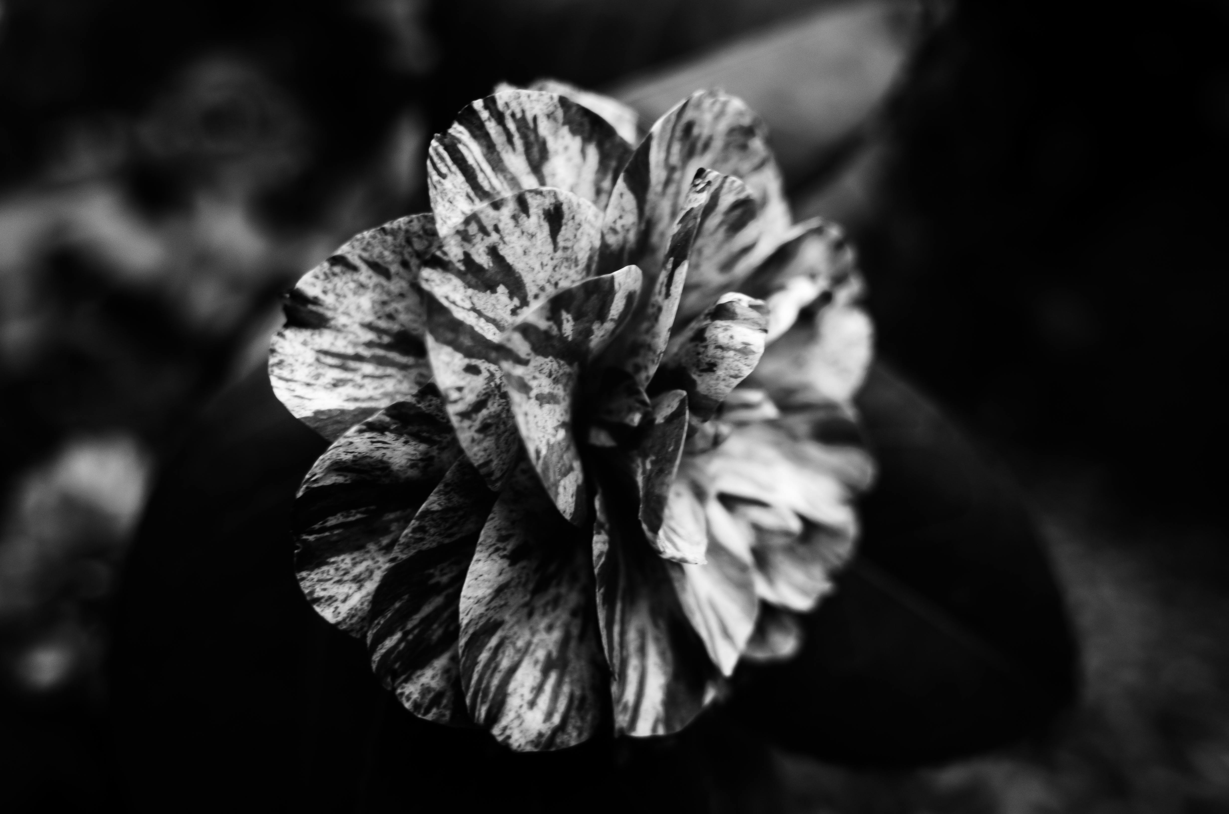 Grayscale Photo of Flower in Bloom · Free Stock Photo