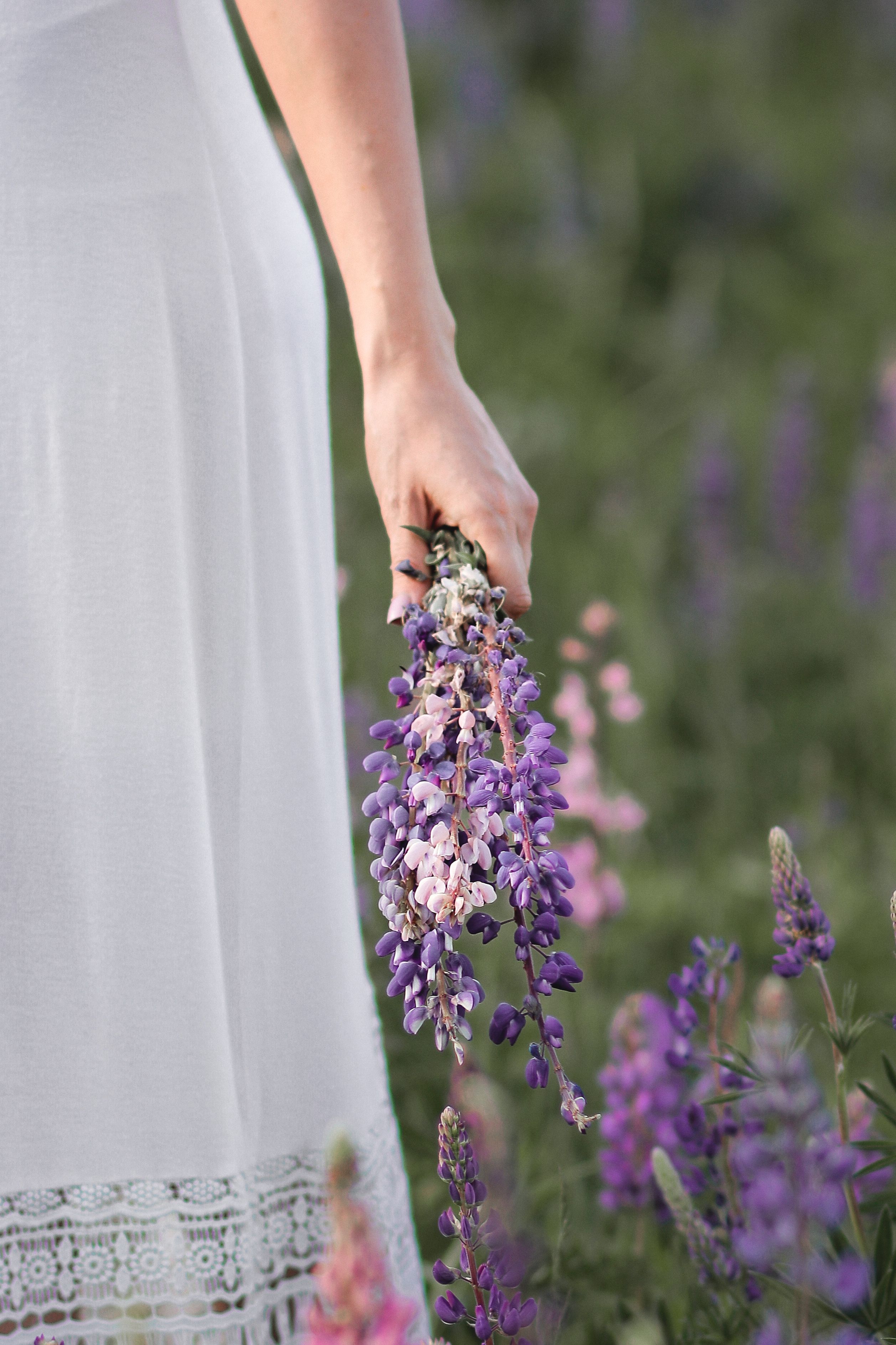 Hand Holding Single Strand Of Lavender Photos, Download The BEST Free ...