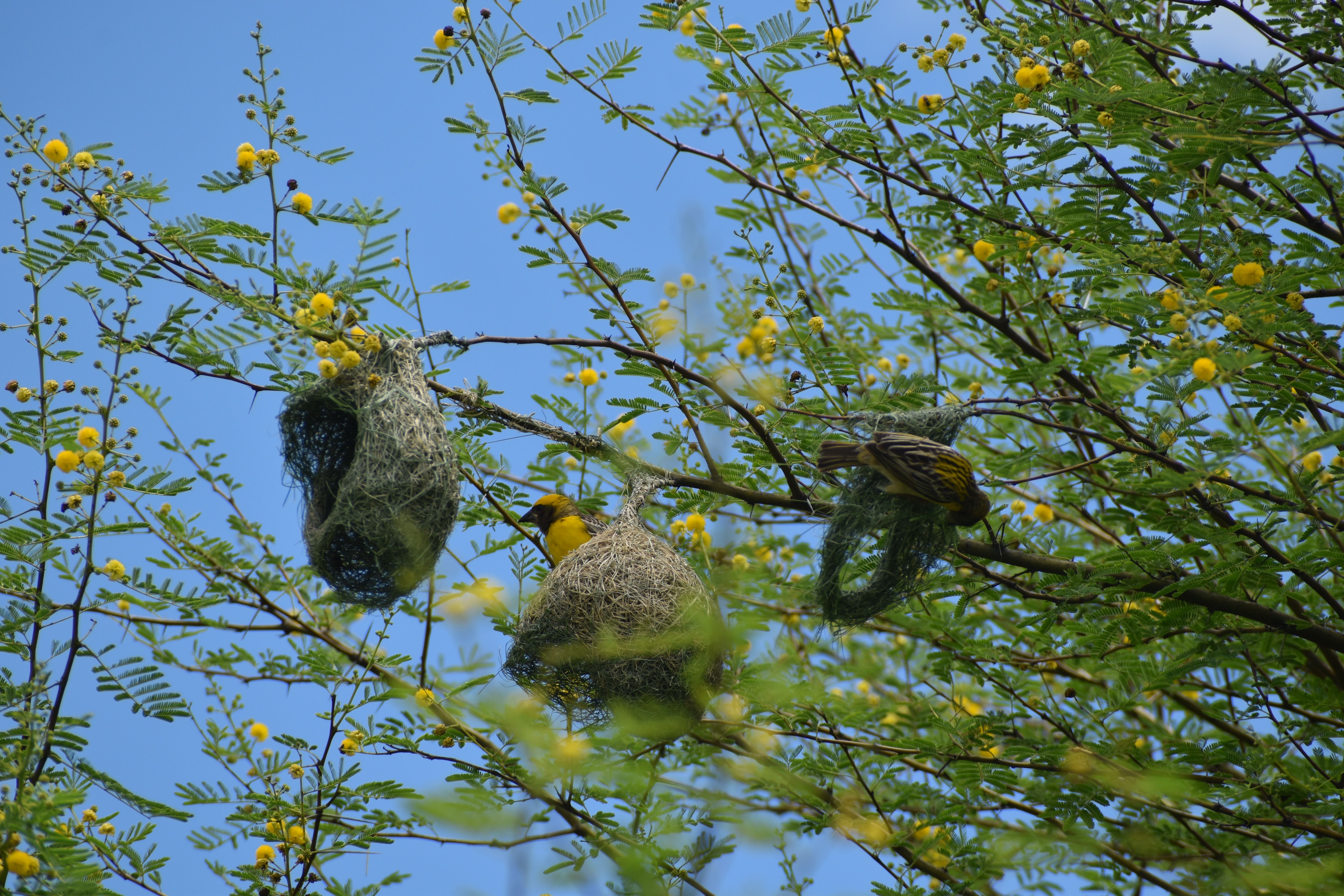 Nests in a Tree · Free Stock Photo