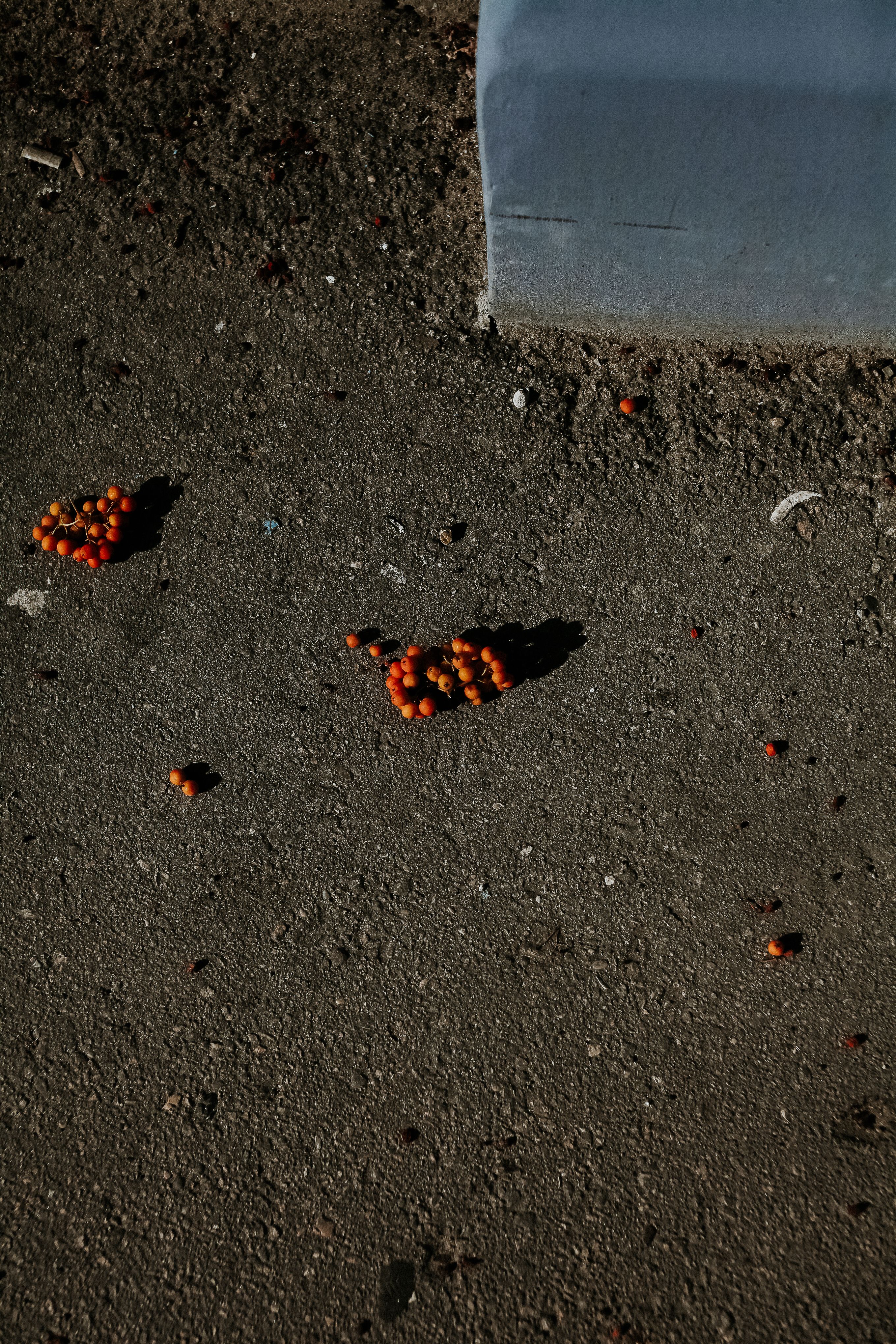 Scattered Berries Composition Photos, Download The BEST Free Scattered ...