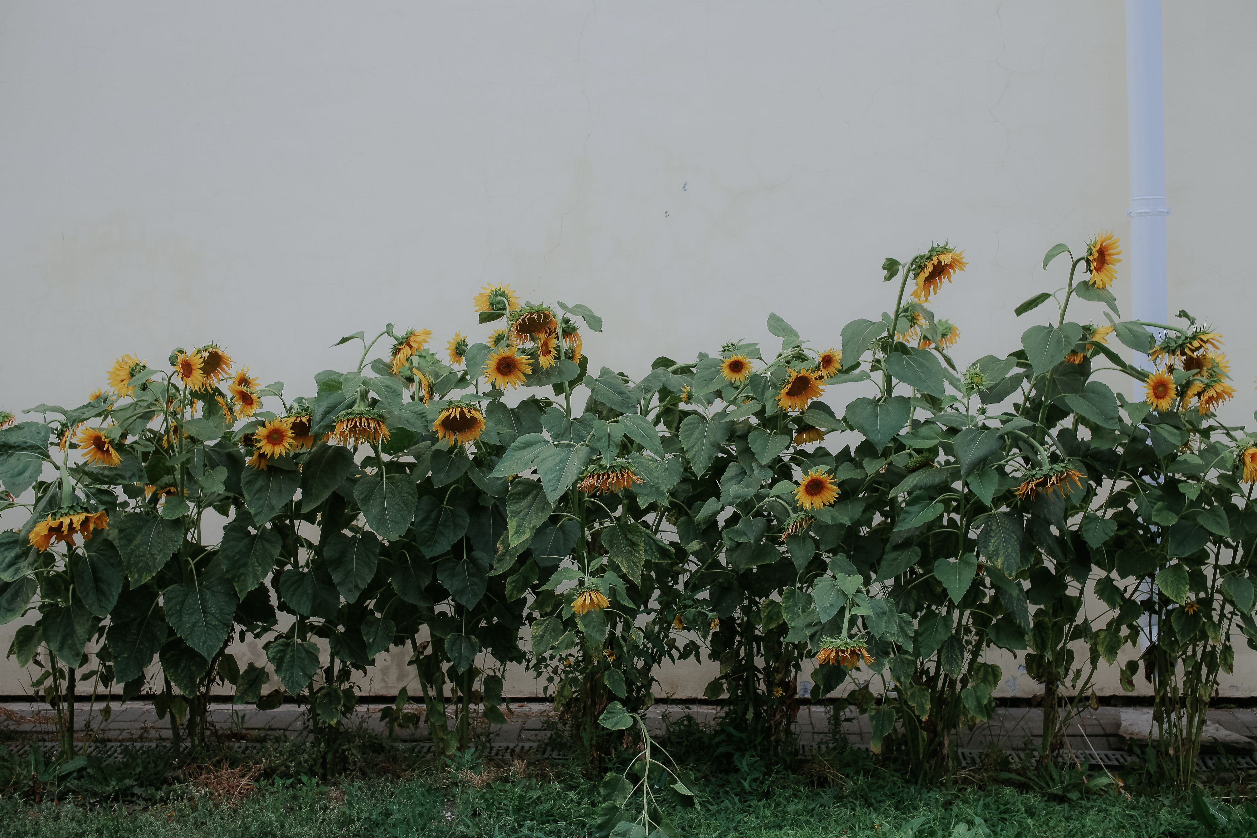 Sunflowers Growing in the Yard · Free Stock Photo