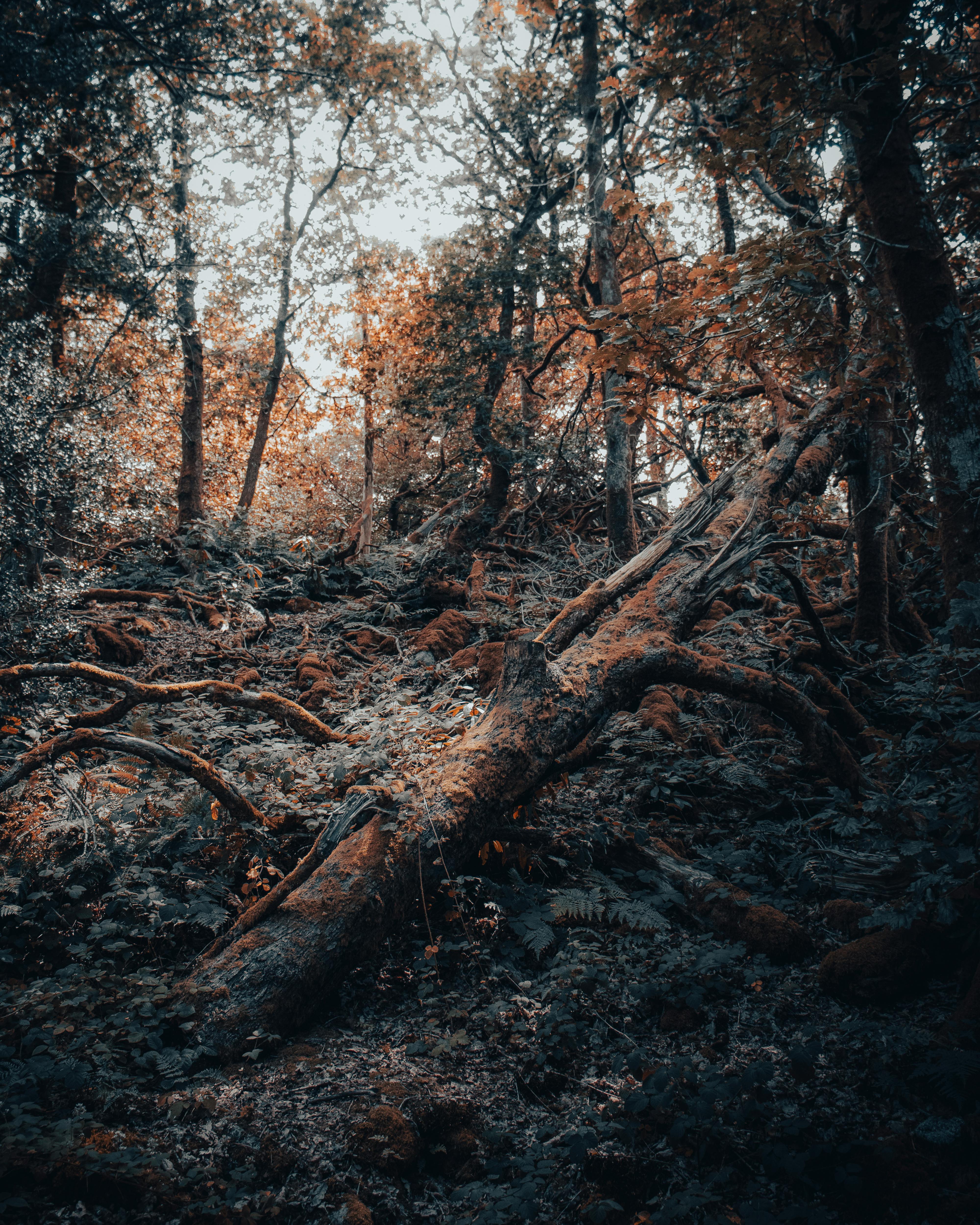 A Fallen Tree in a Forest · Free Stock Photo