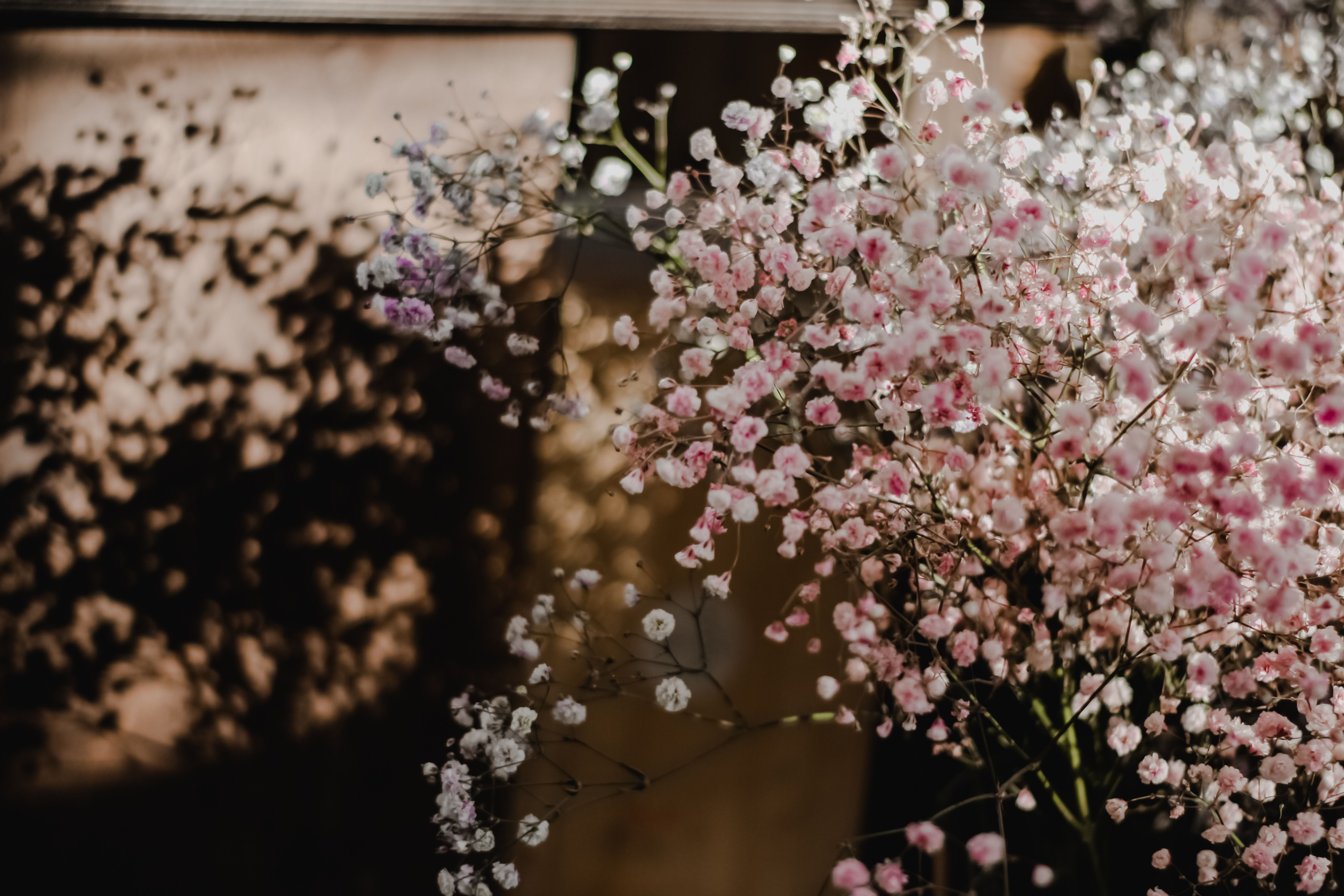 Close-Up Shot of Blooming Pink Flowers · Free Stock Photo