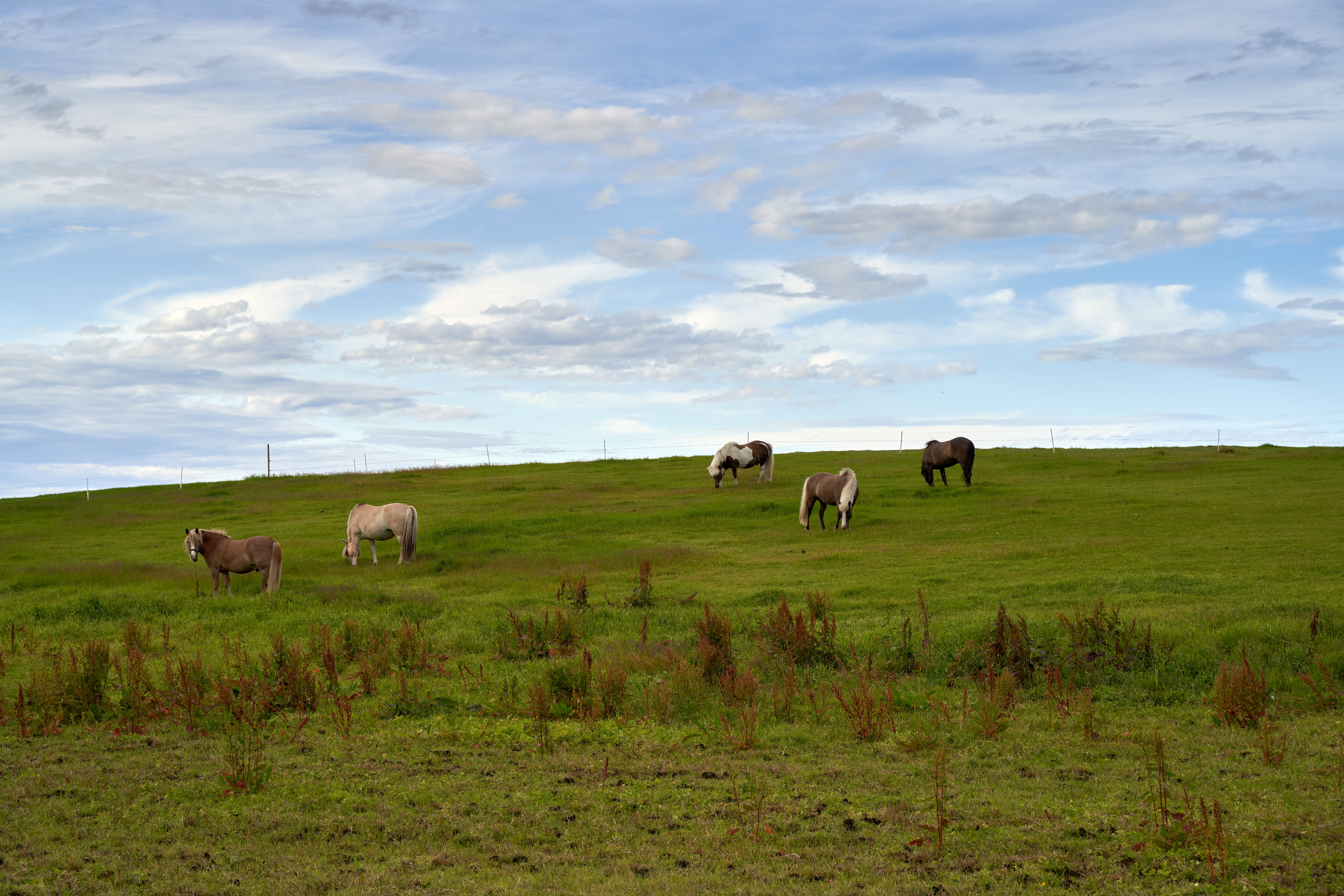 Horses on Green Grass Field Under the Sky · Free Stock Photo