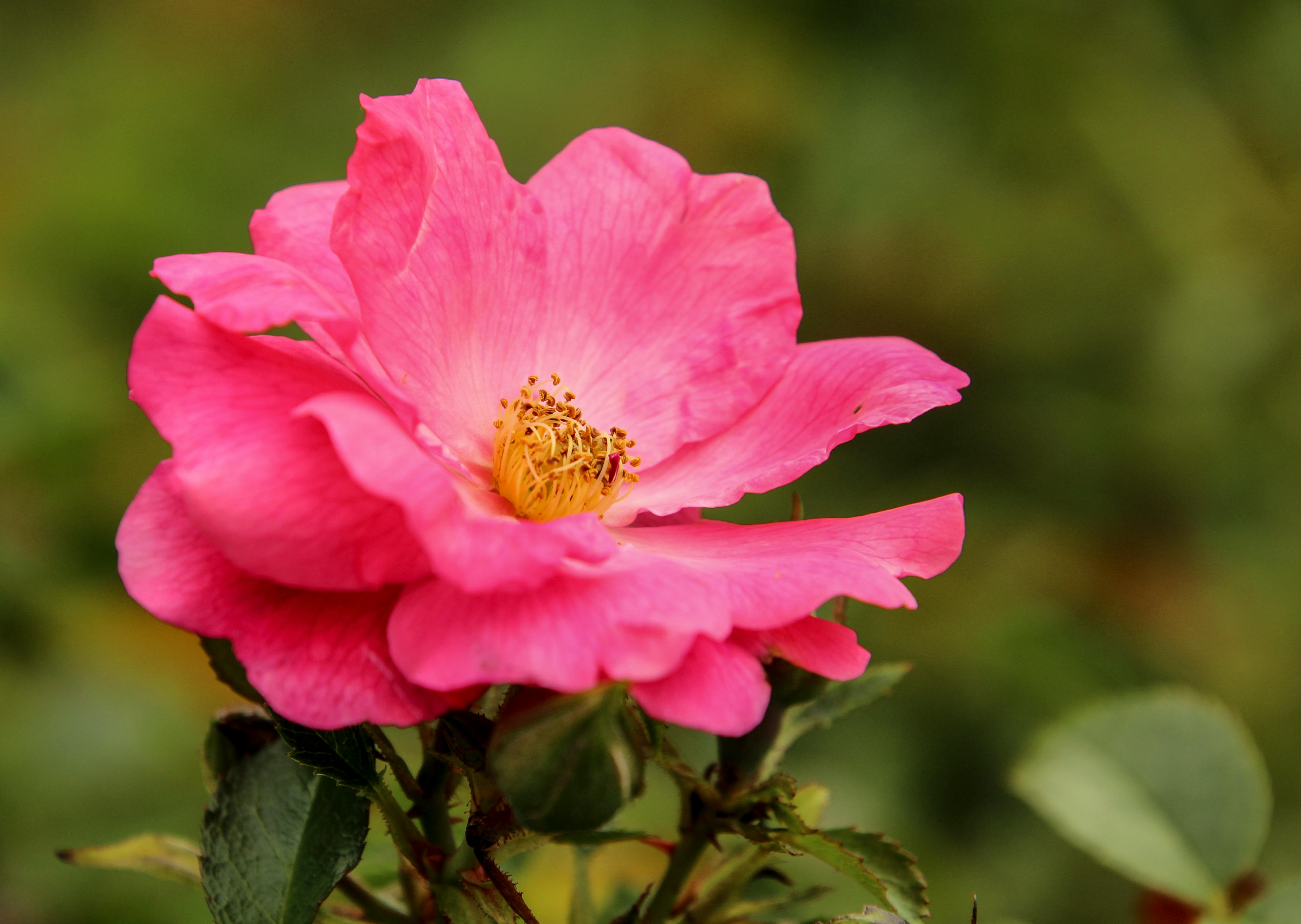 Garden Rose in Bloom · Free Stock Photo