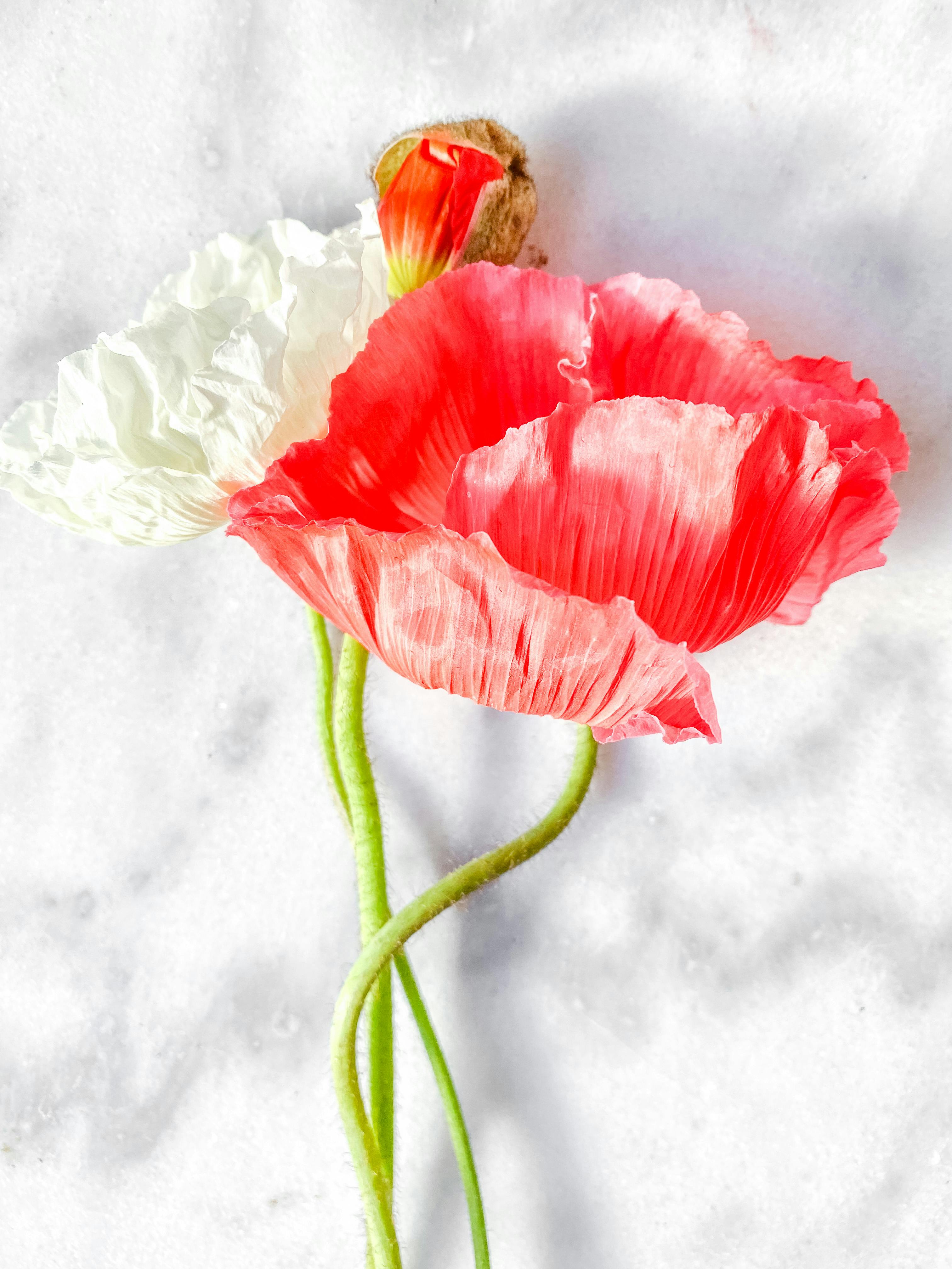 Two Flowers Intertwined Photos, Download The BEST Free Two Flowers ...