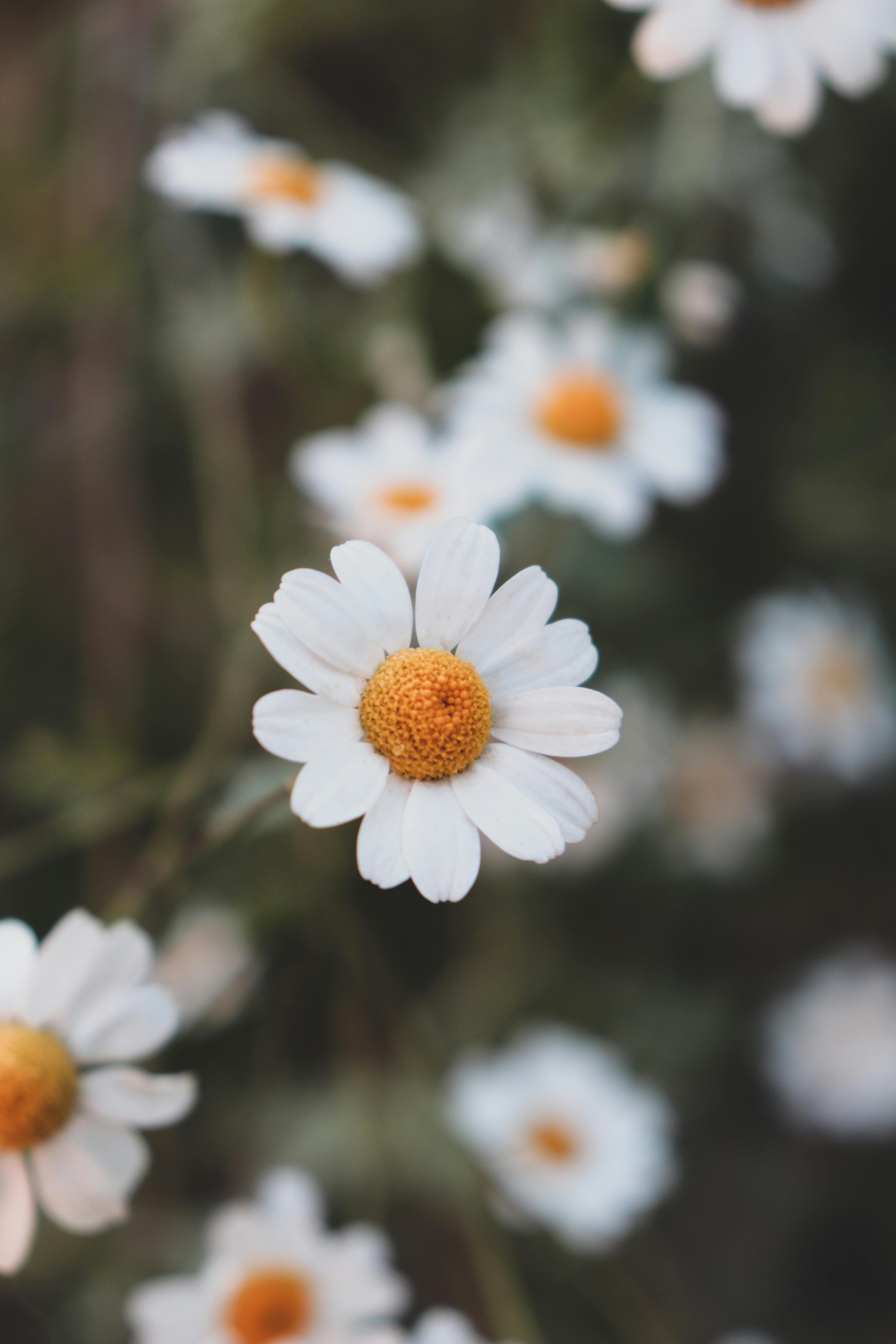 White Flowers and Stem on Wooden Table · Free Stock Photo