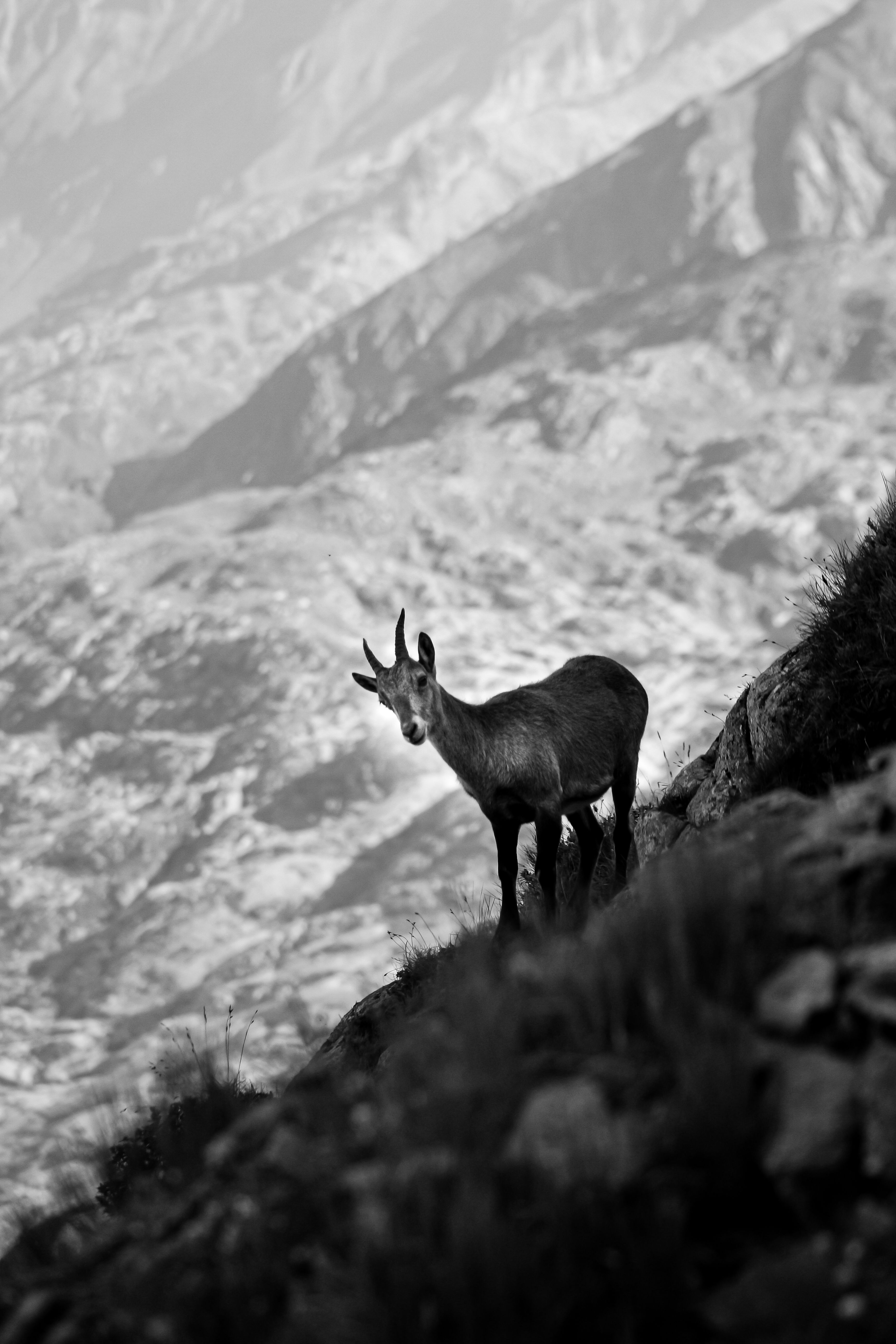 Grayscale Photo of Goat on Mountainside · Free Stock Photo