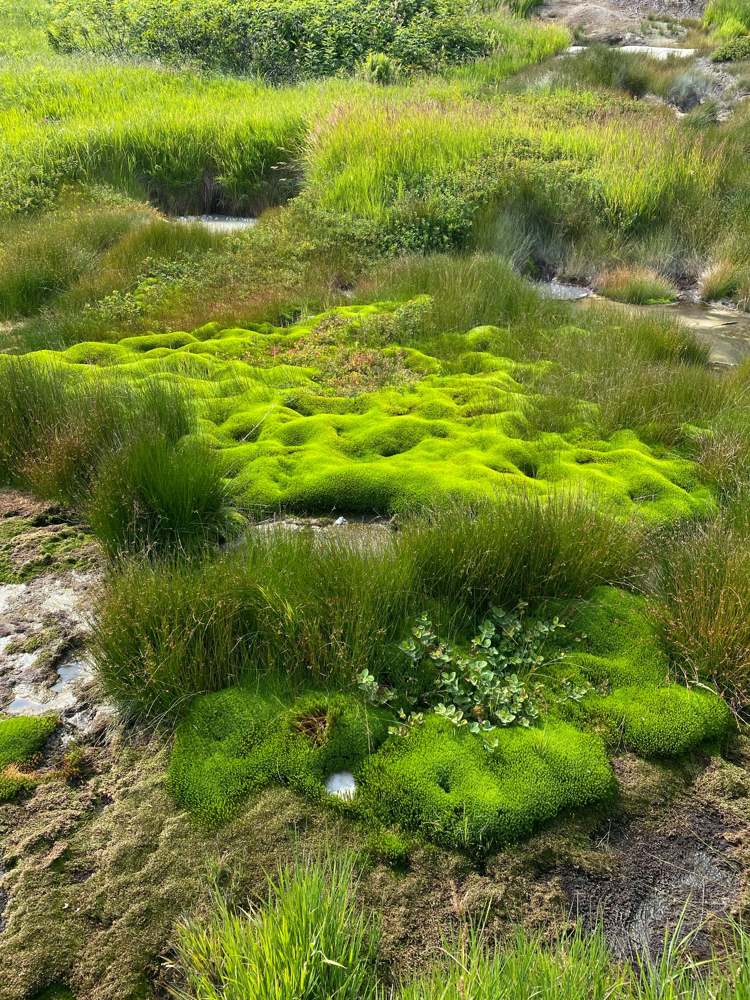 Grassy Shrubs Photos, Download The BEST Free Grassy Shrubs Stock Photos ...