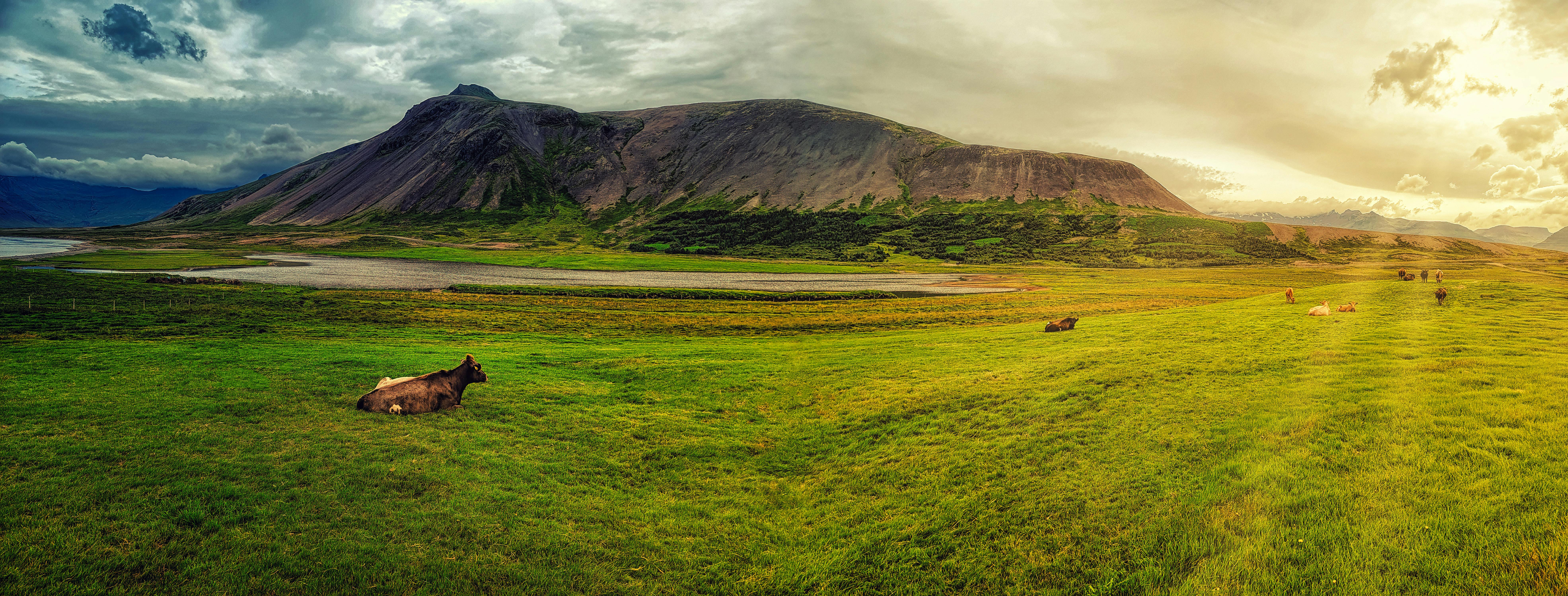 Panoramic Animals Photos, Download The BEST Free Panoramic Animals ...