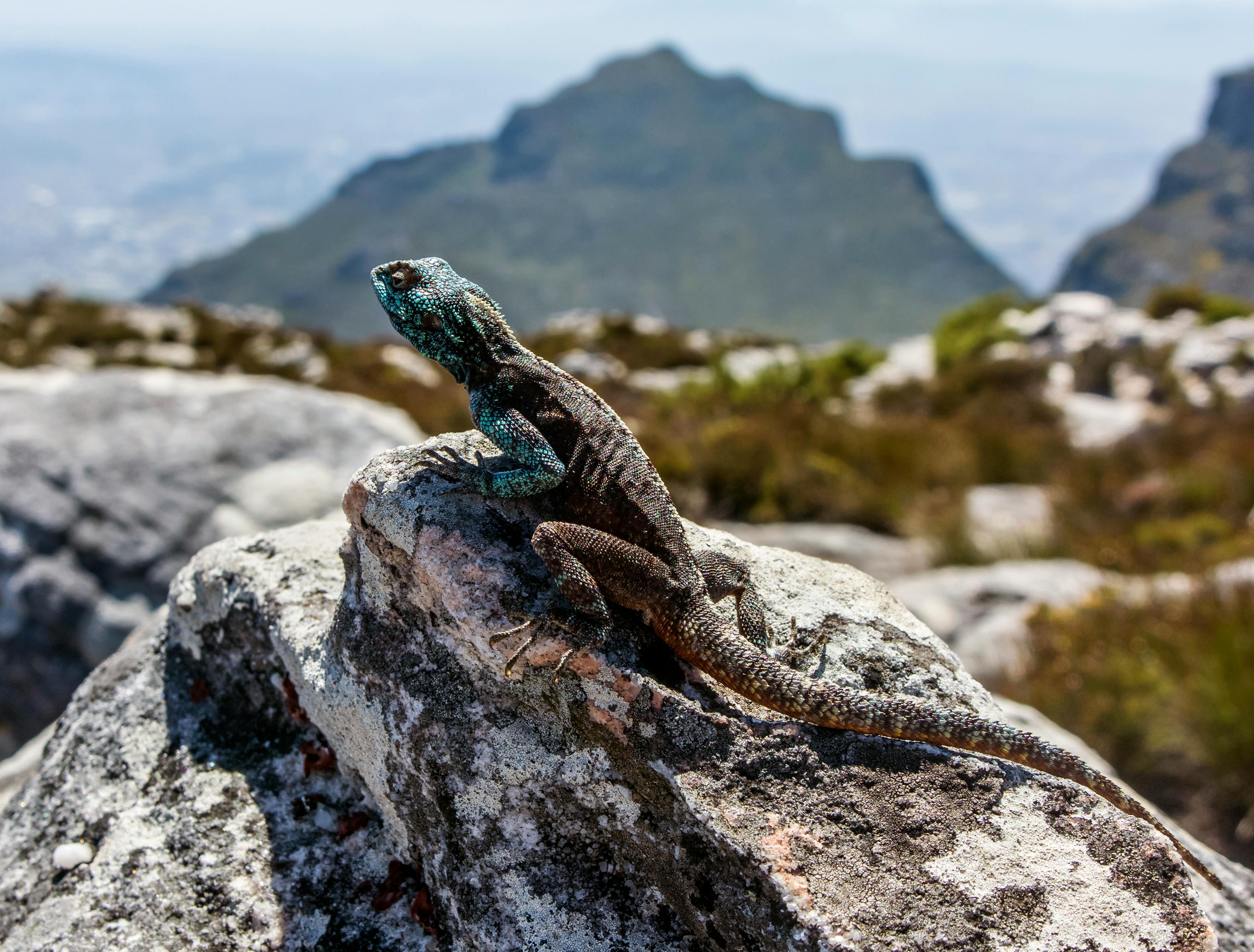 Lizard Sitting on Rock in Wild Nature · Free Stock Photo