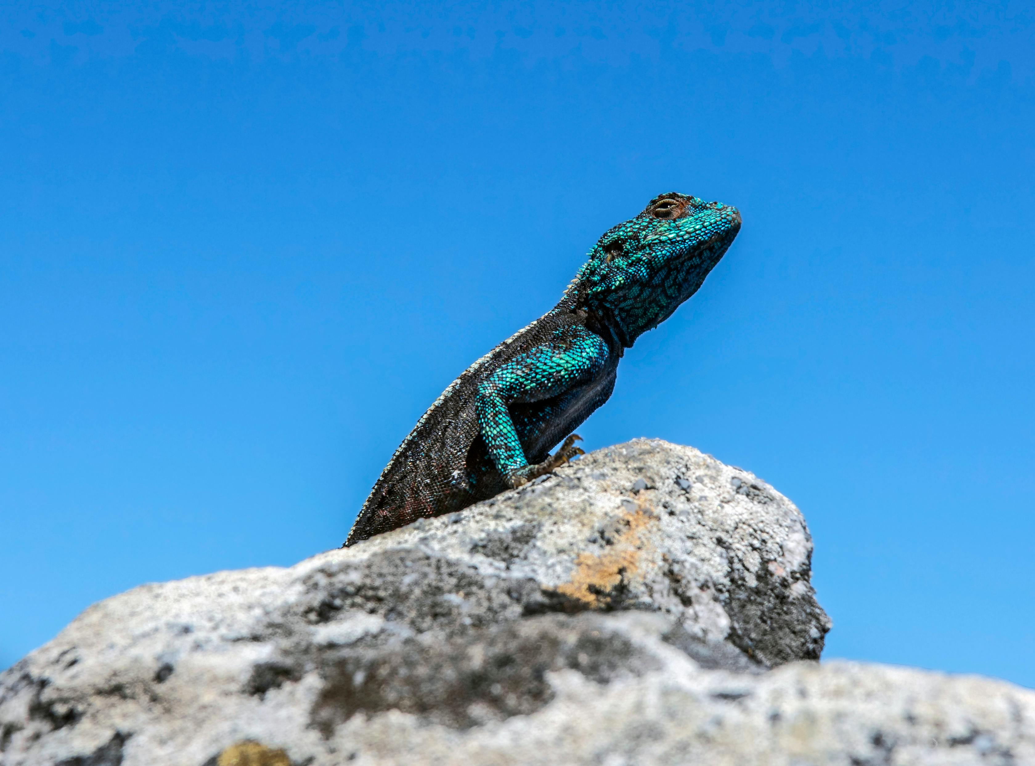 Turquoise Lizard Standing on Top of Rock · Free Stock Photo