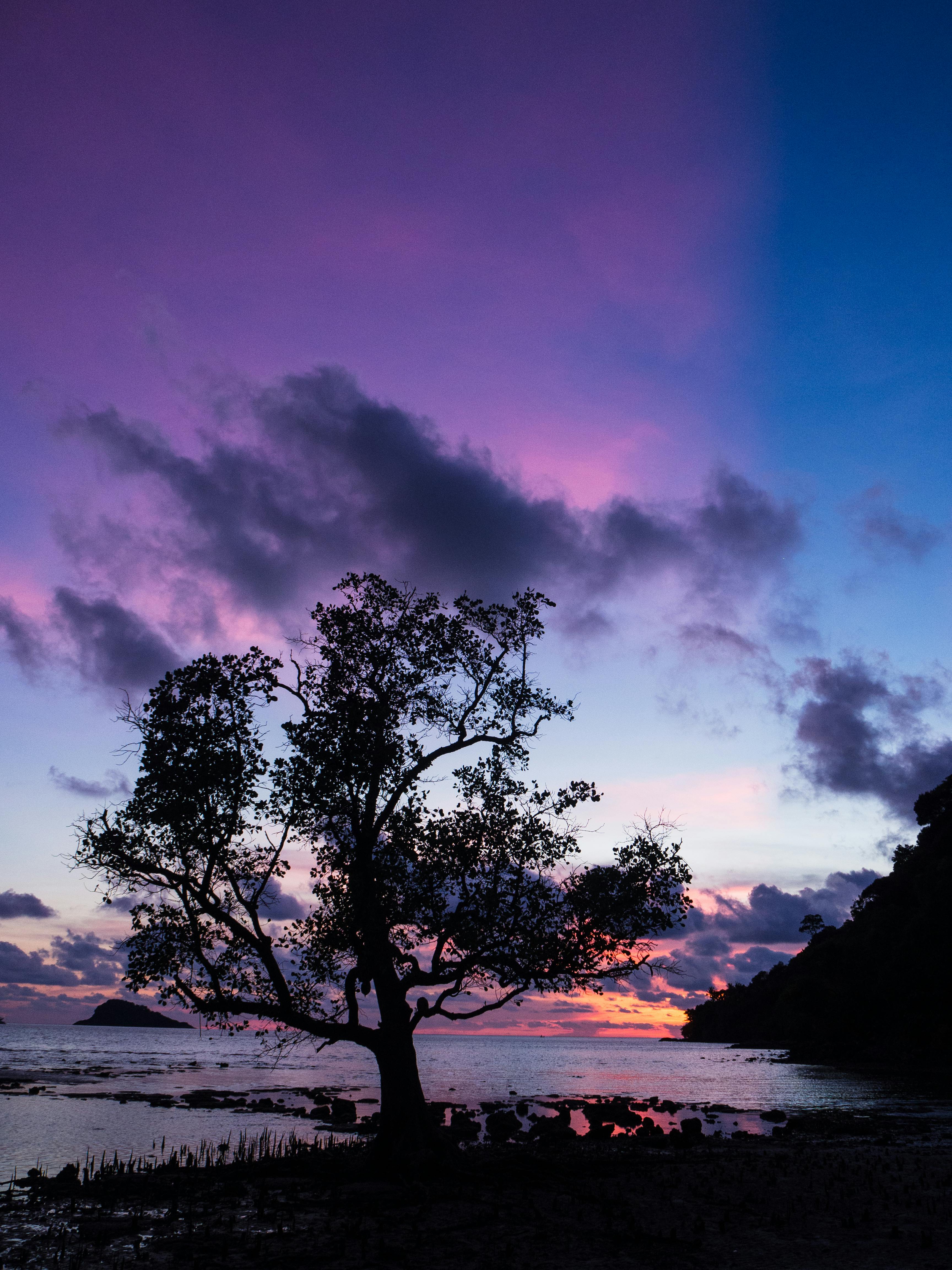 Single Tree Photos, Download Free Single Tree Stock Photos & HD Images