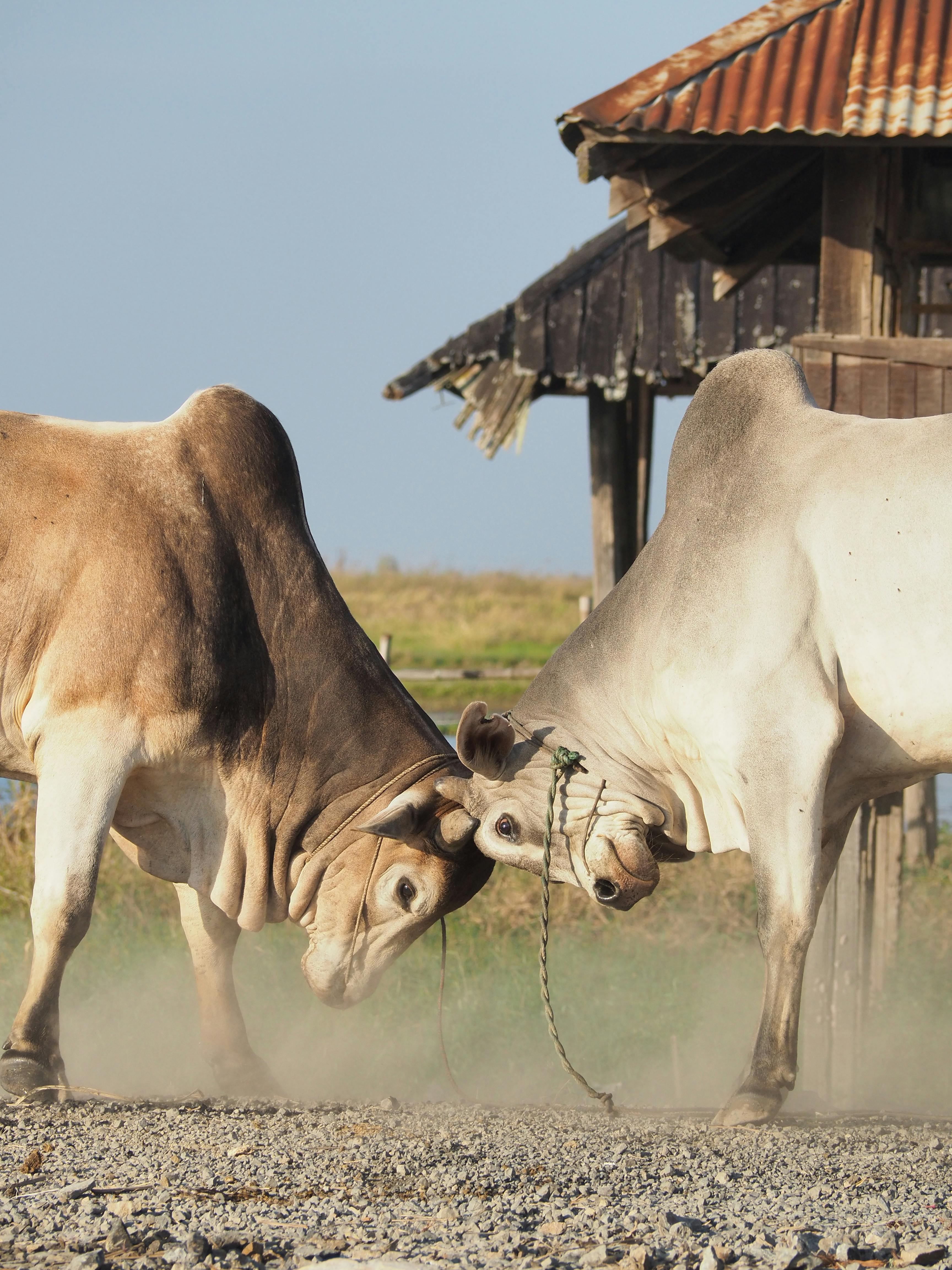 Photograph of Cows Fighting · Free Stock Photo