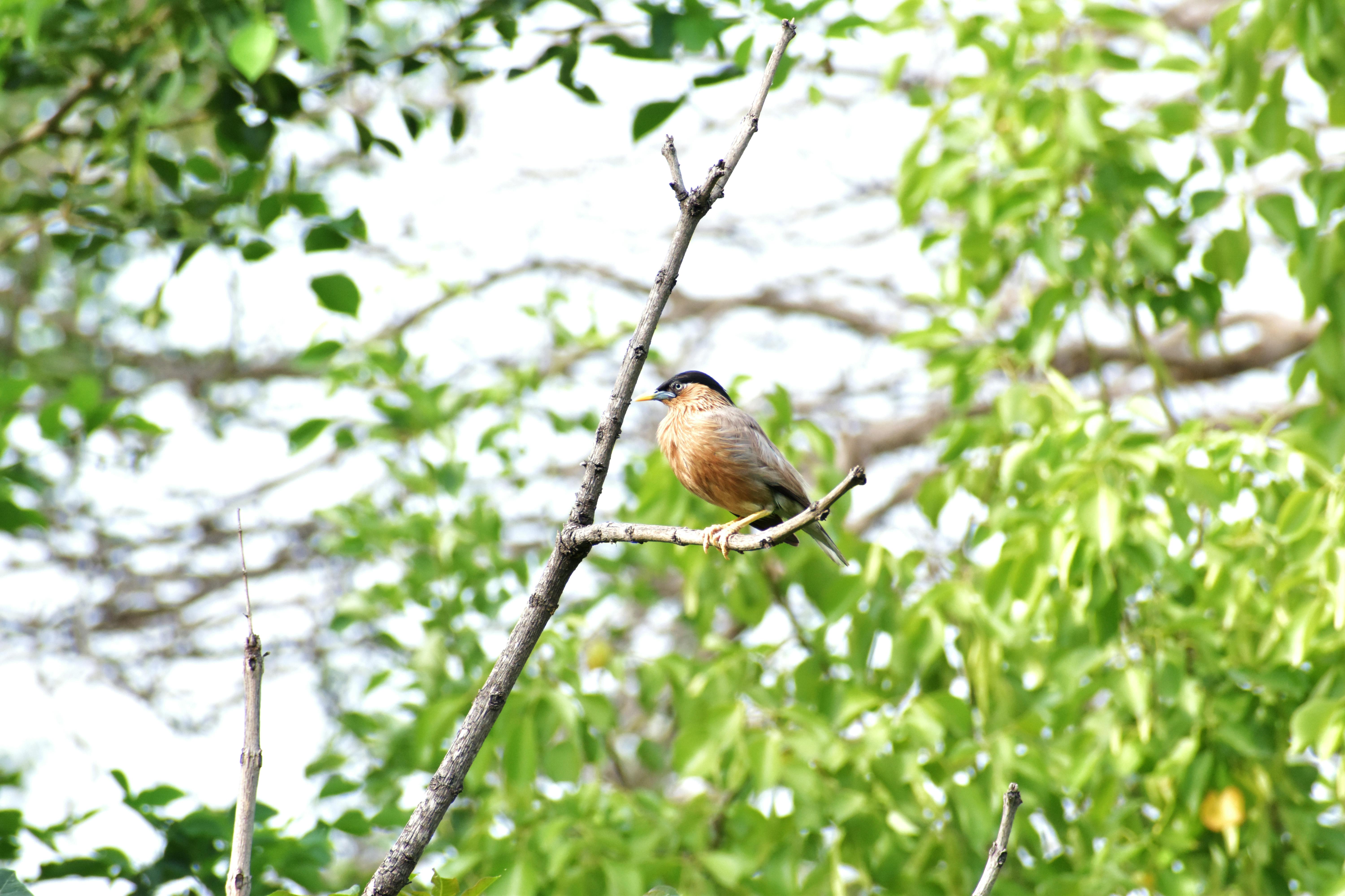 Mocking Bird on Green Grass · Free Stock Photo