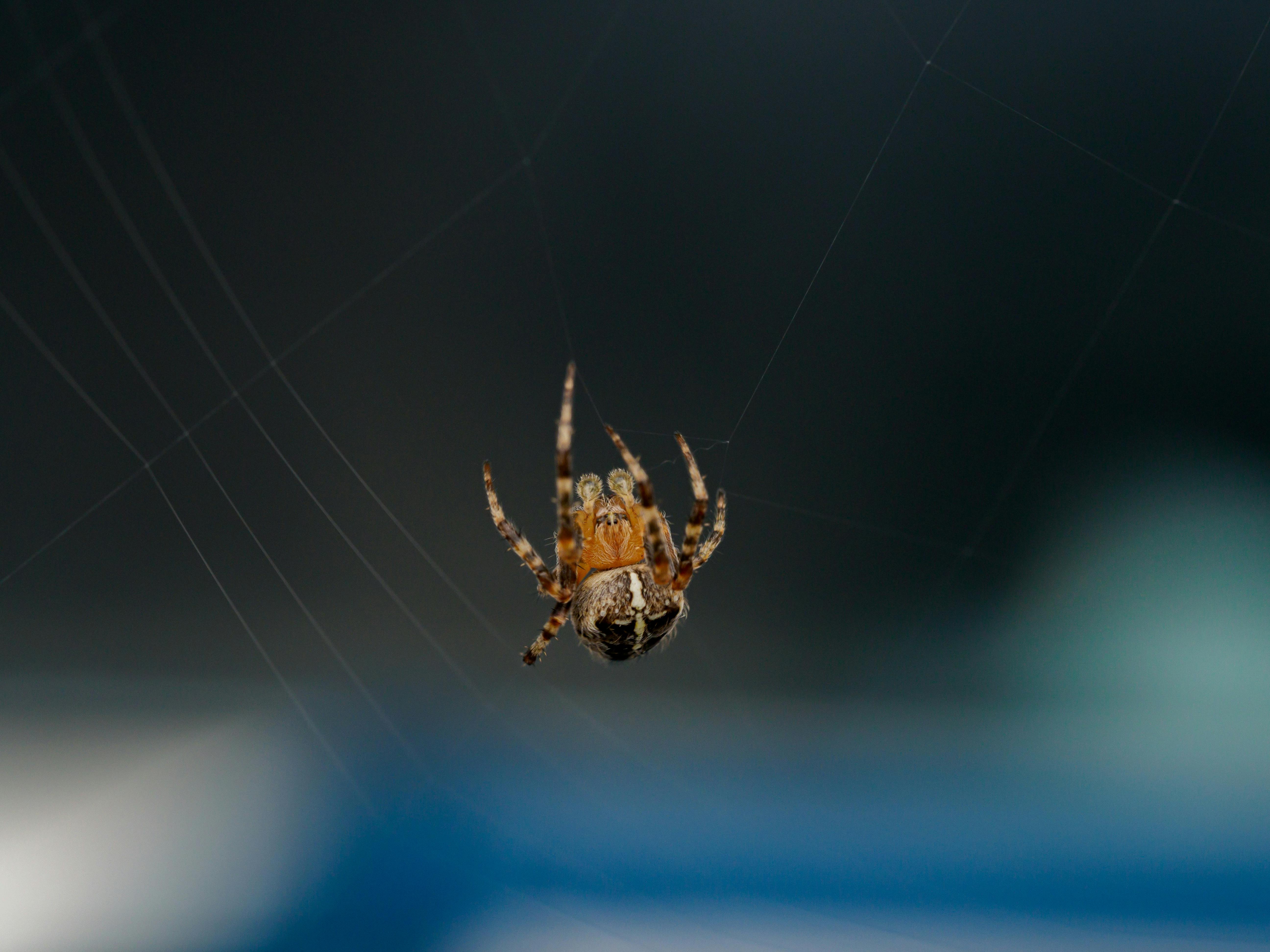 Closeup Photo of Brown Barn Spider · Free Stock Photo