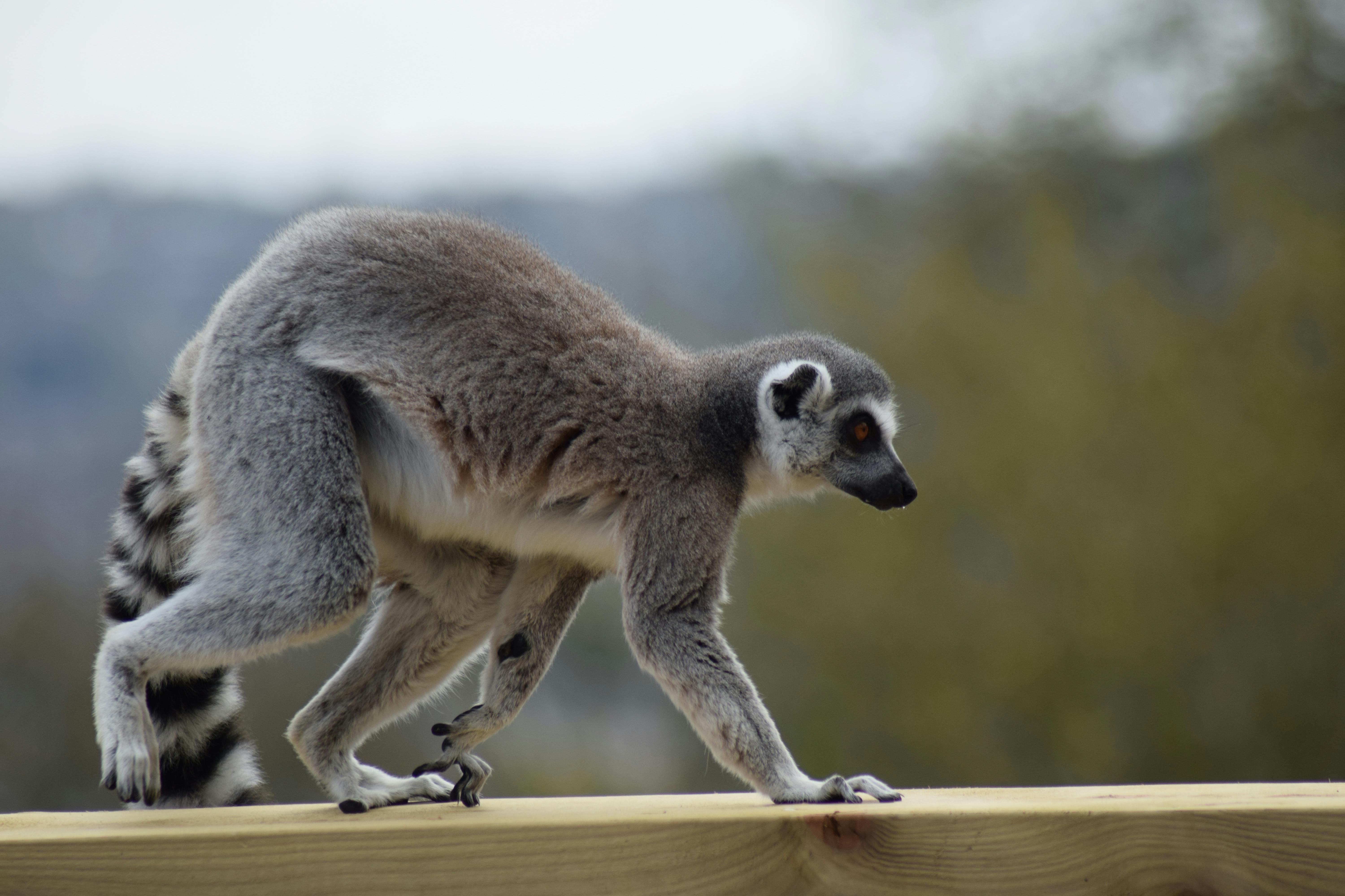 Close-Up Shot of a Lemur Crawling · Free Stock Photo