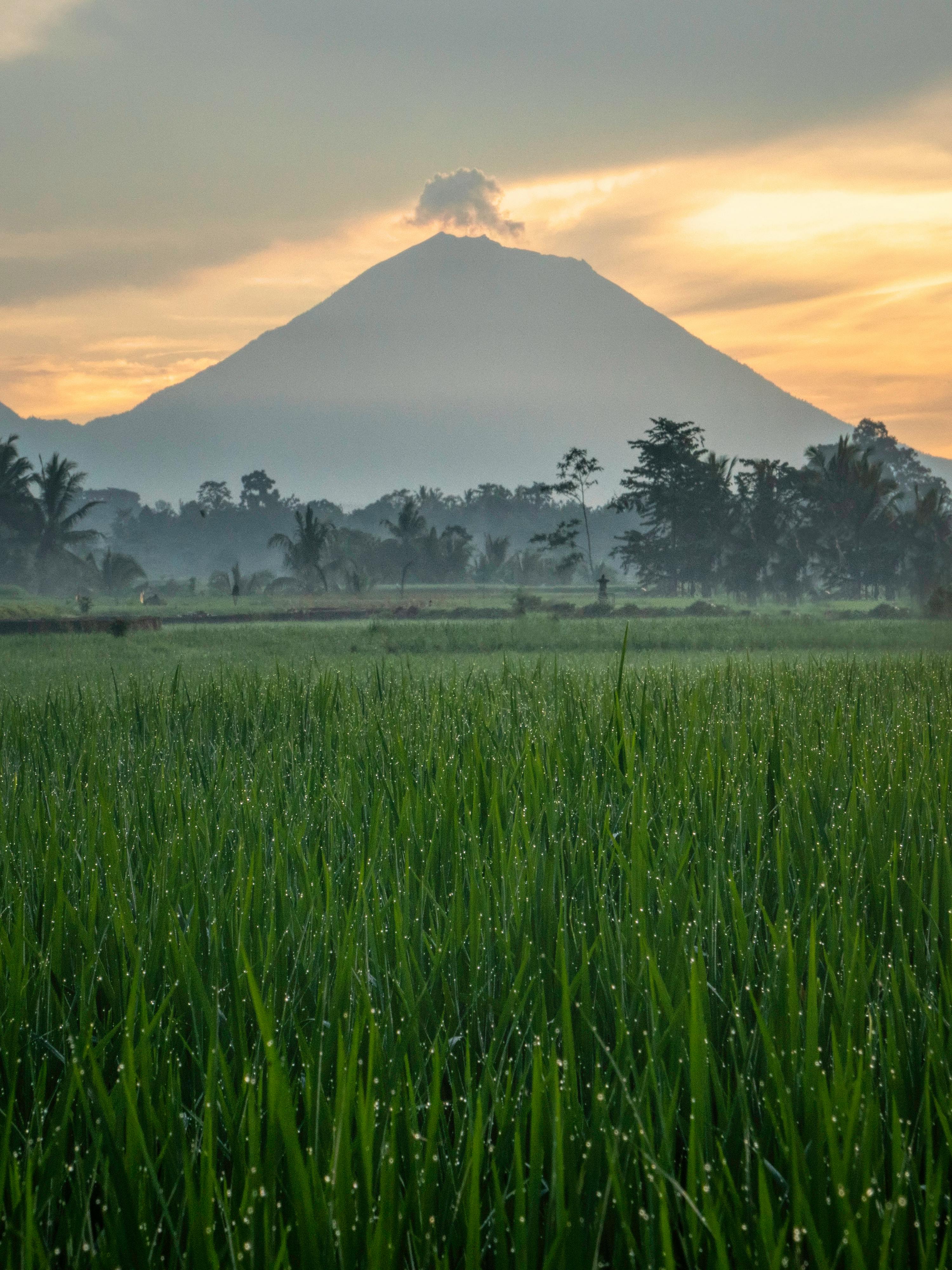 View of Grass Field · Free Stock Photo