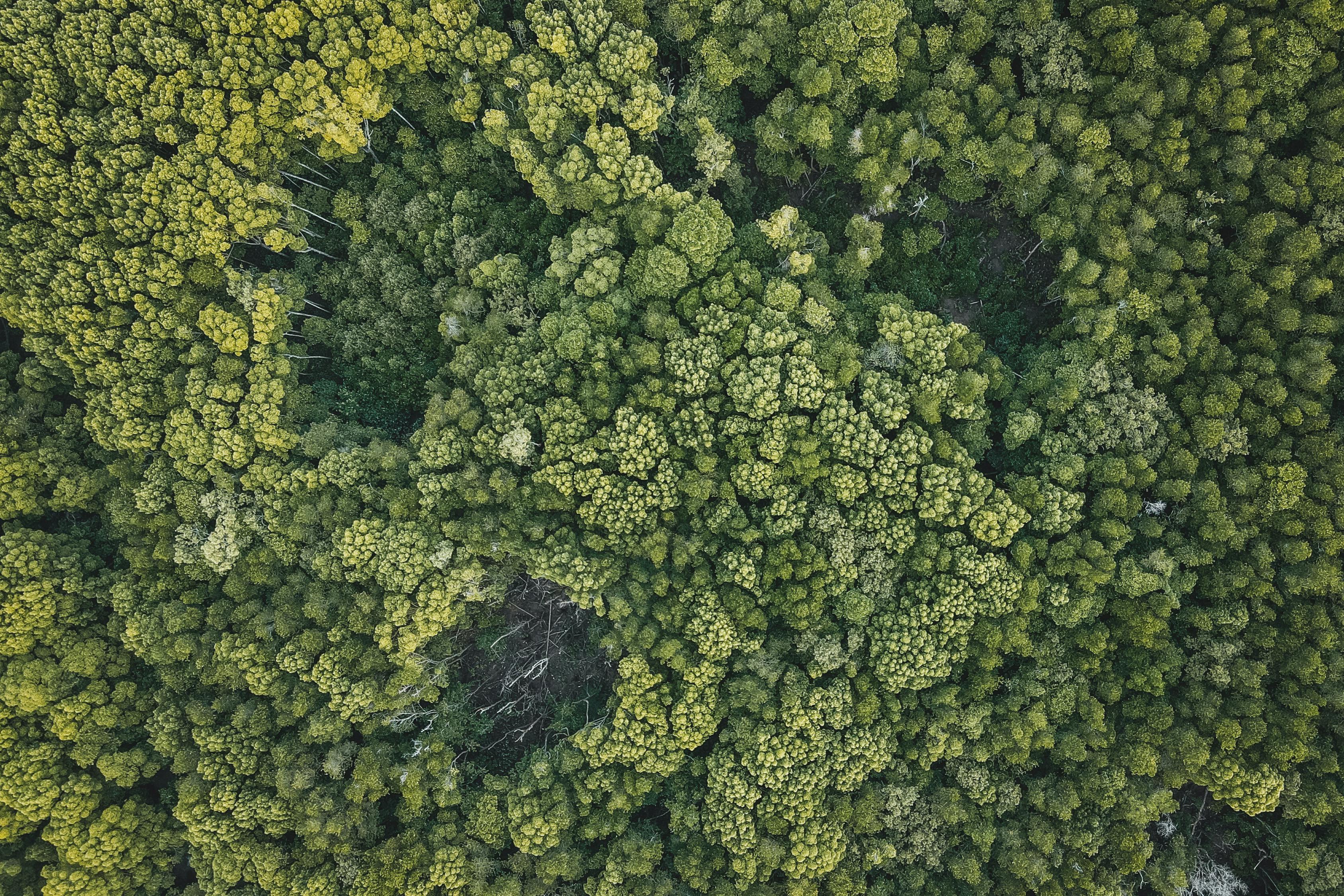 Drone Shot of Trees · Free Stock Photo
