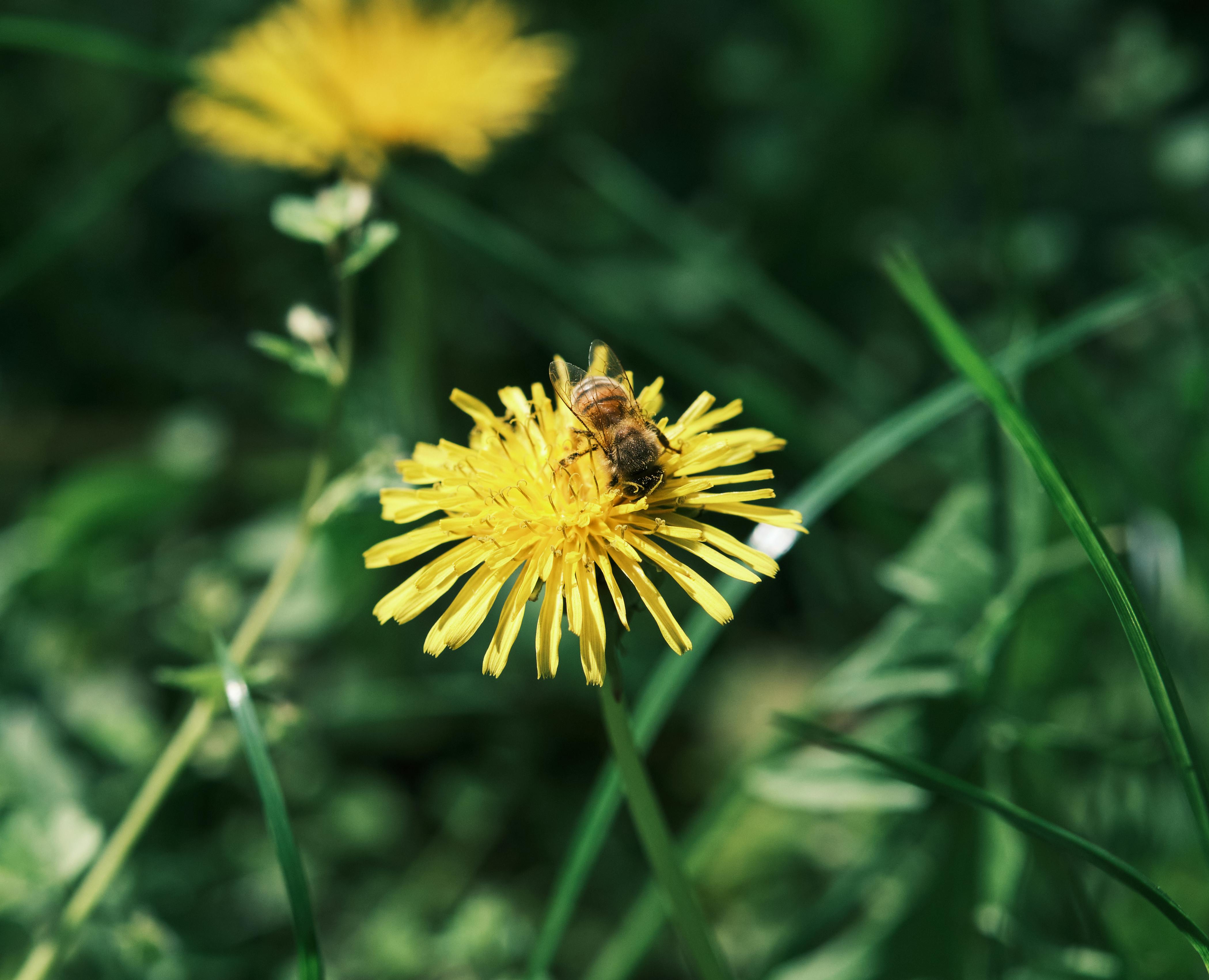 Close-up Photo of Bee in Flower · Free Stock Photo