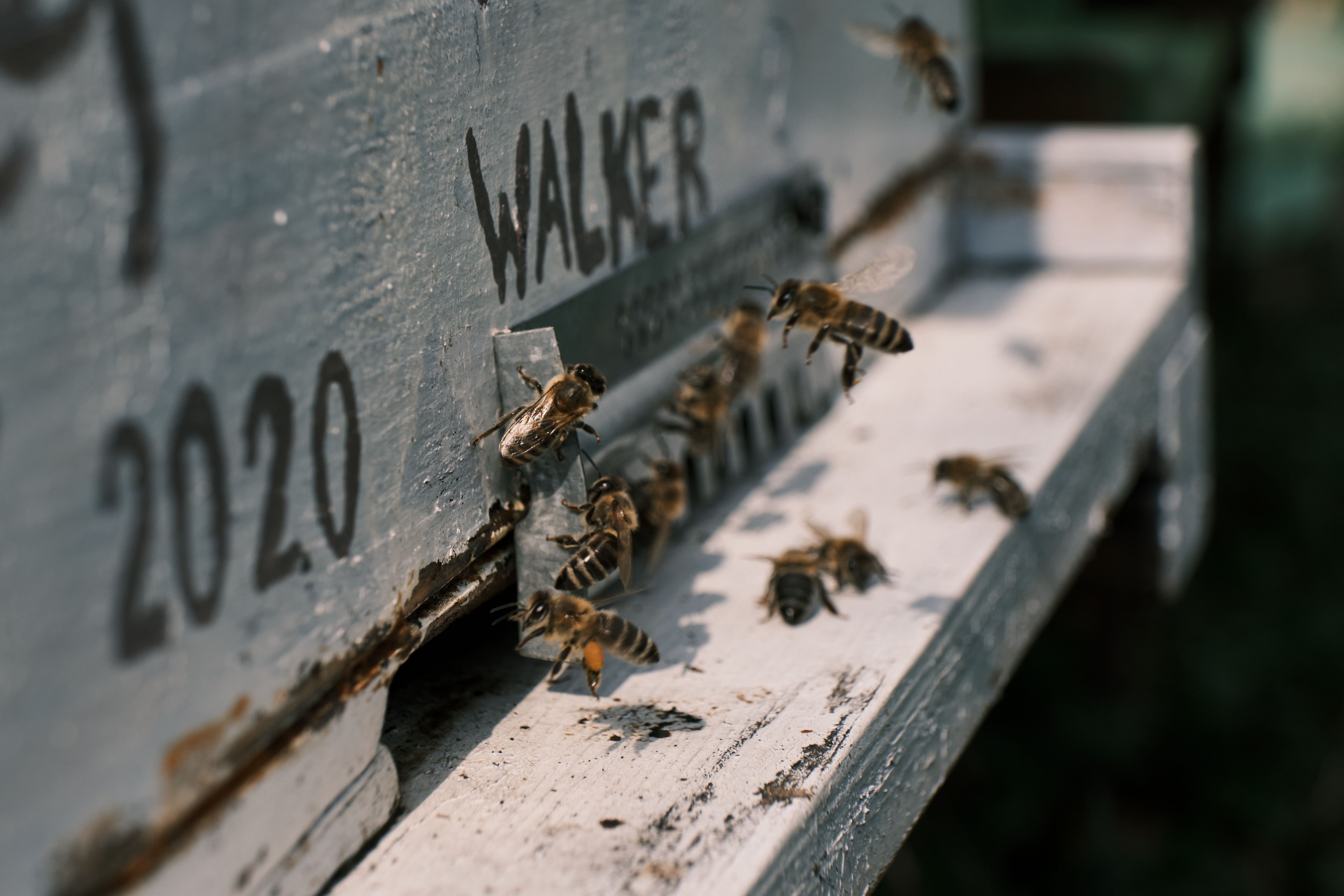 Close-up of Bees Flying Around a Beehive · Free Stock Photo