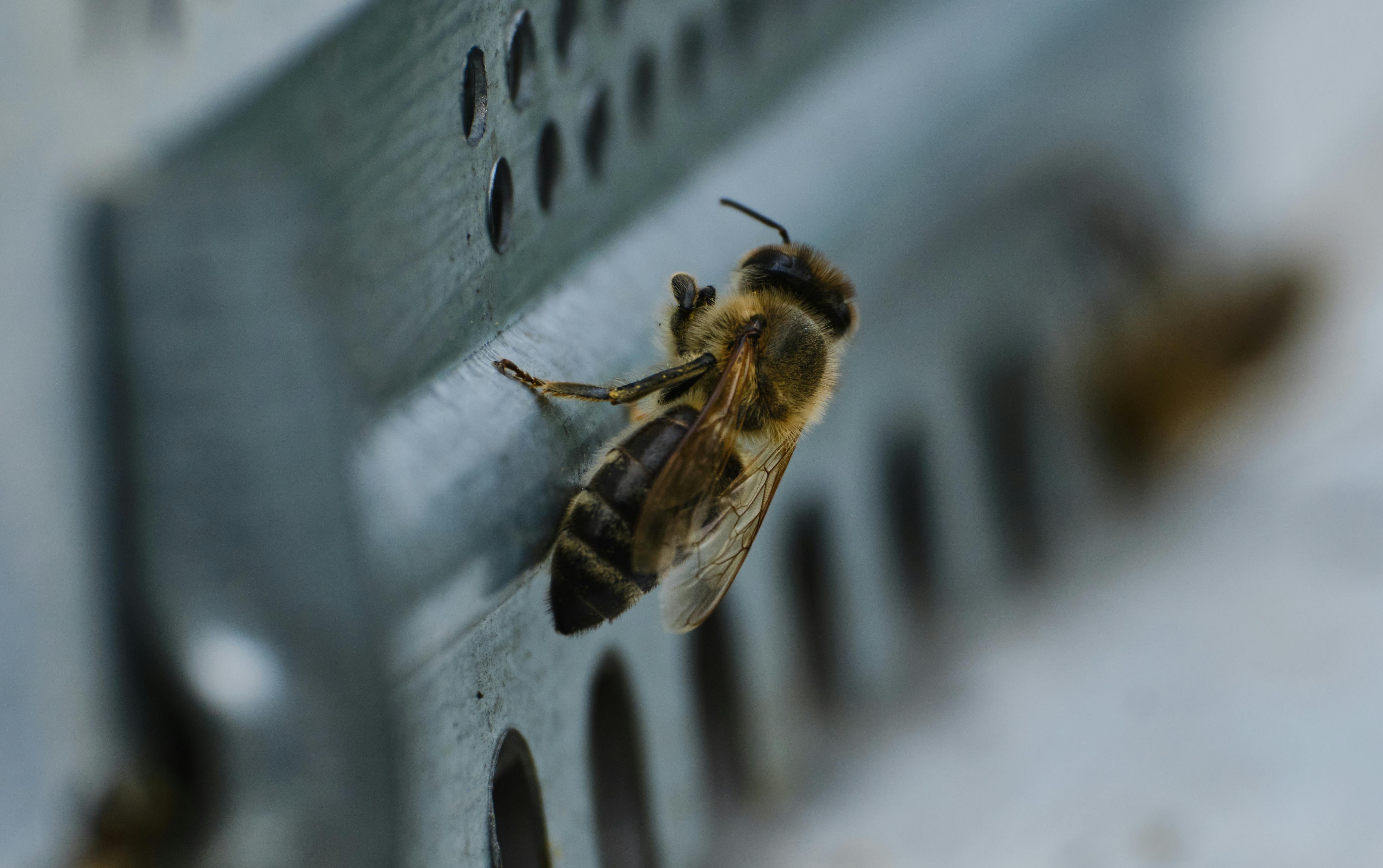 Close-Up Shot of European Dark Bee · Free Stock Photo