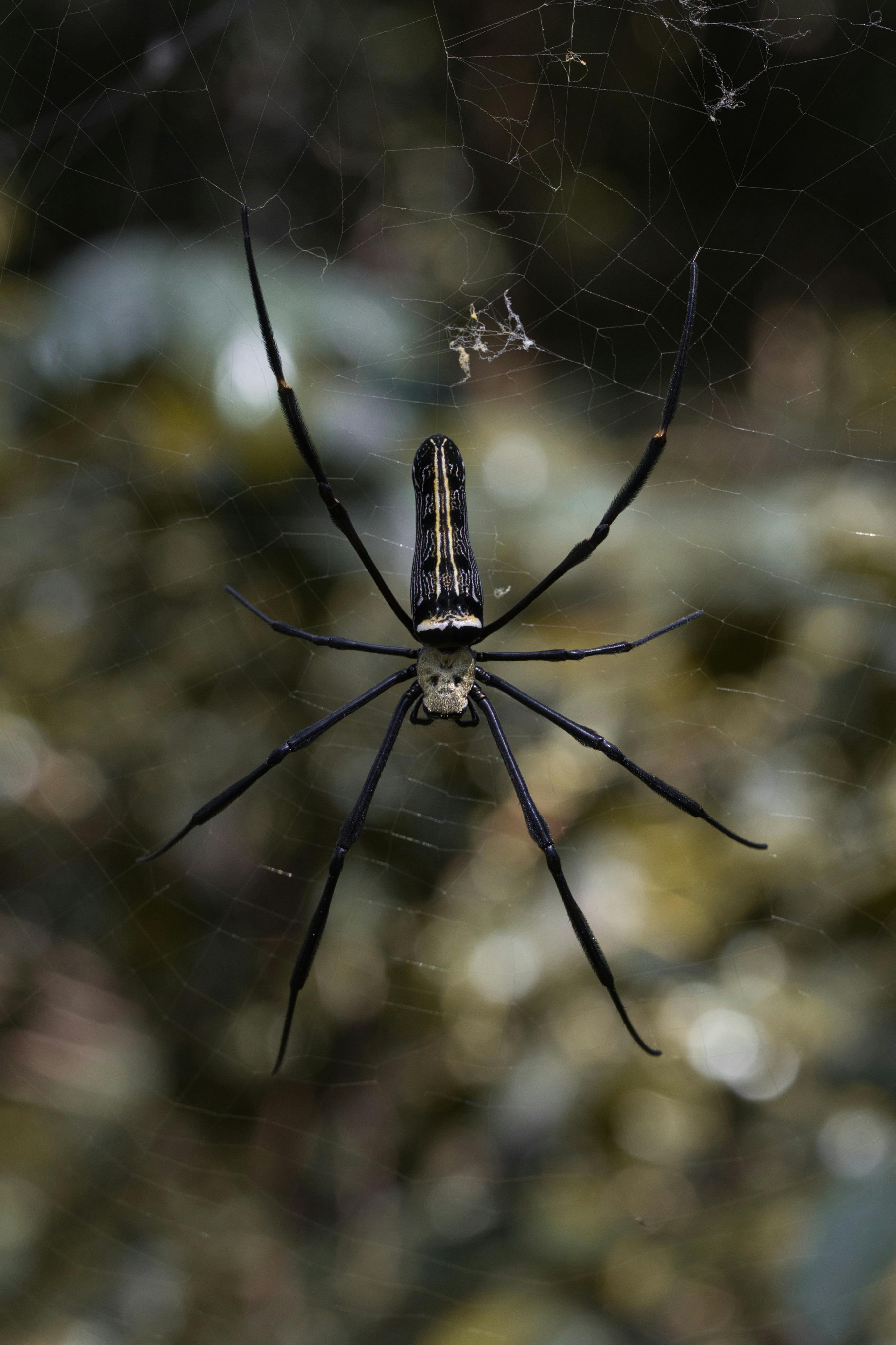 Hanging Spider Photos, Download The BEST Free Hanging Spider Stock ...