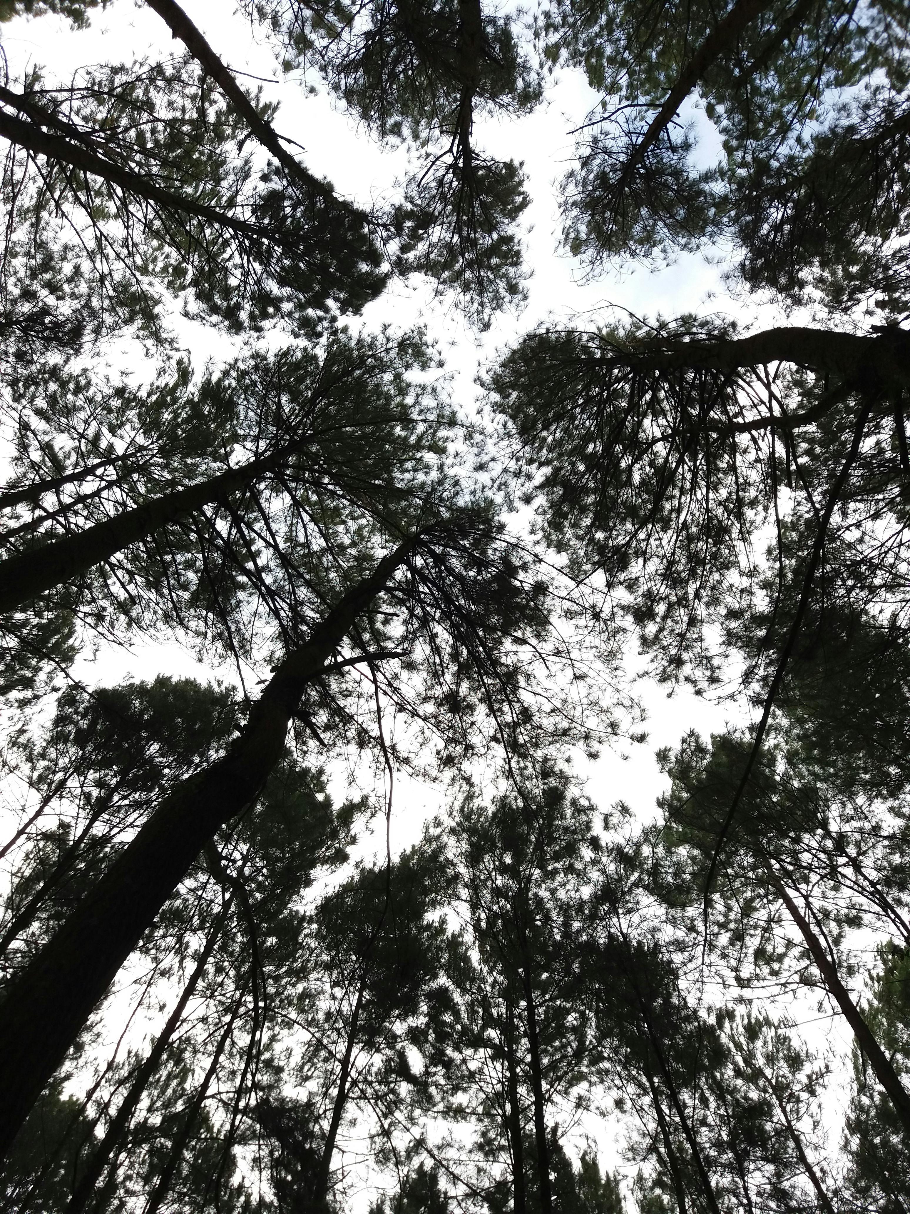 Worms Eye View of Green Trees · Free Stock Photo