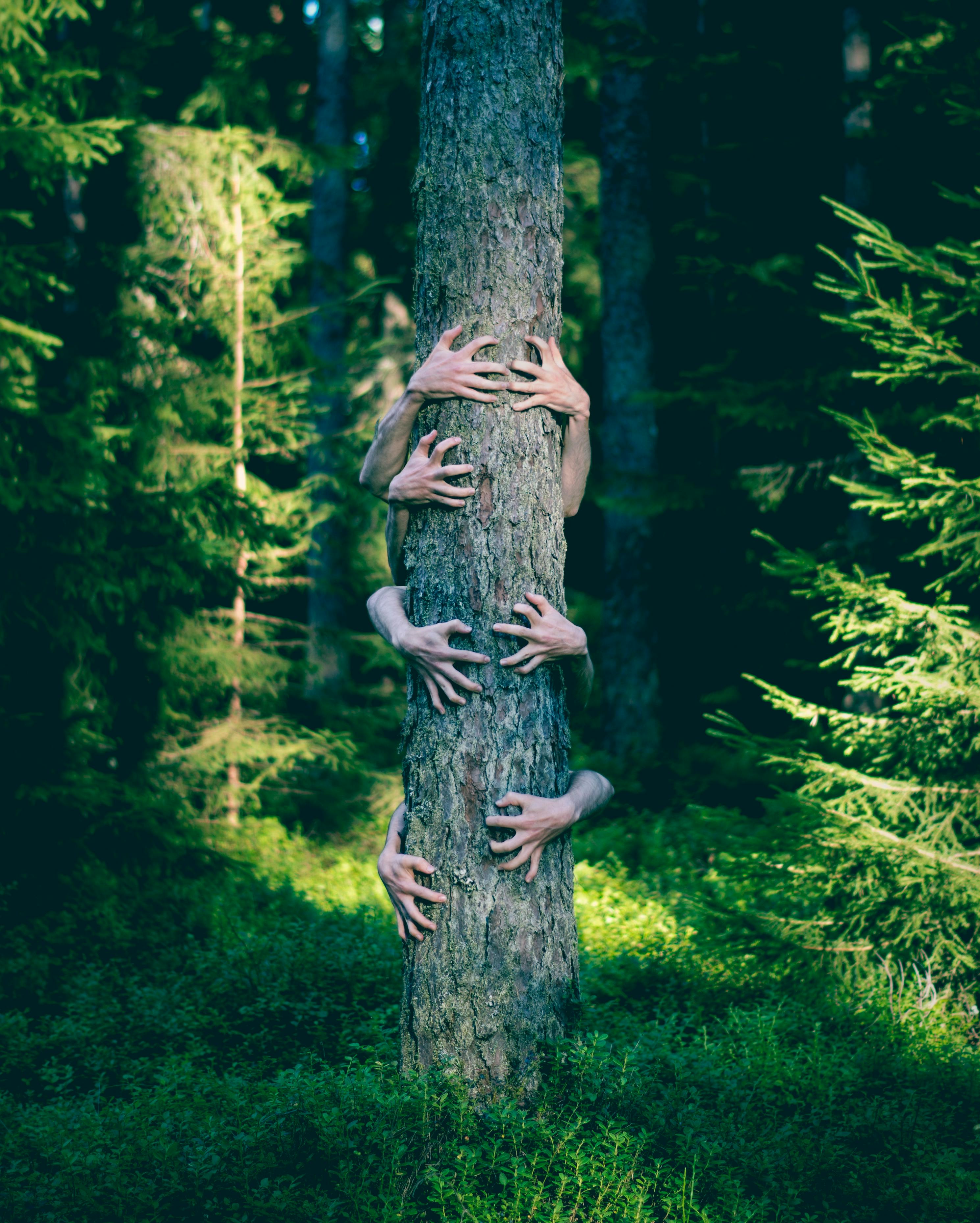 Person Holding Tree Trunk · Free Stock Photo