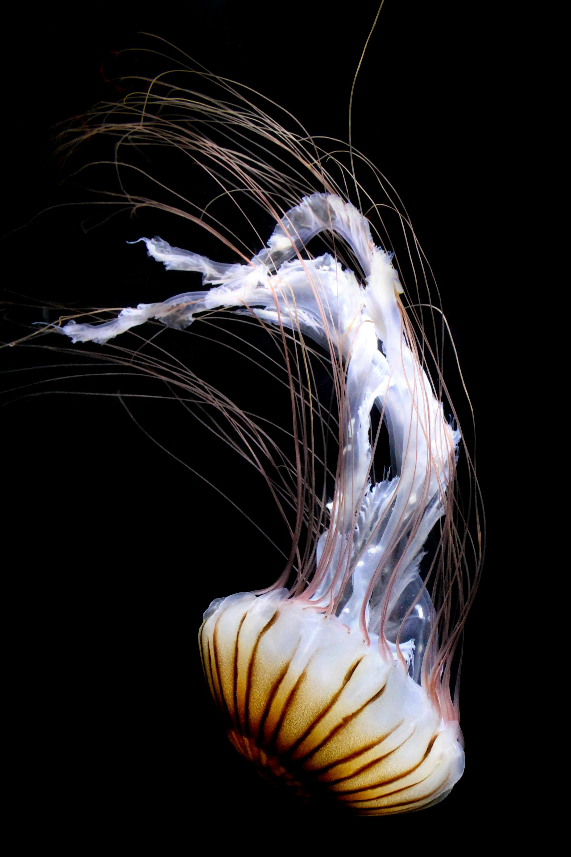 Close-up of a Jelly Fish · Free Stock Photo