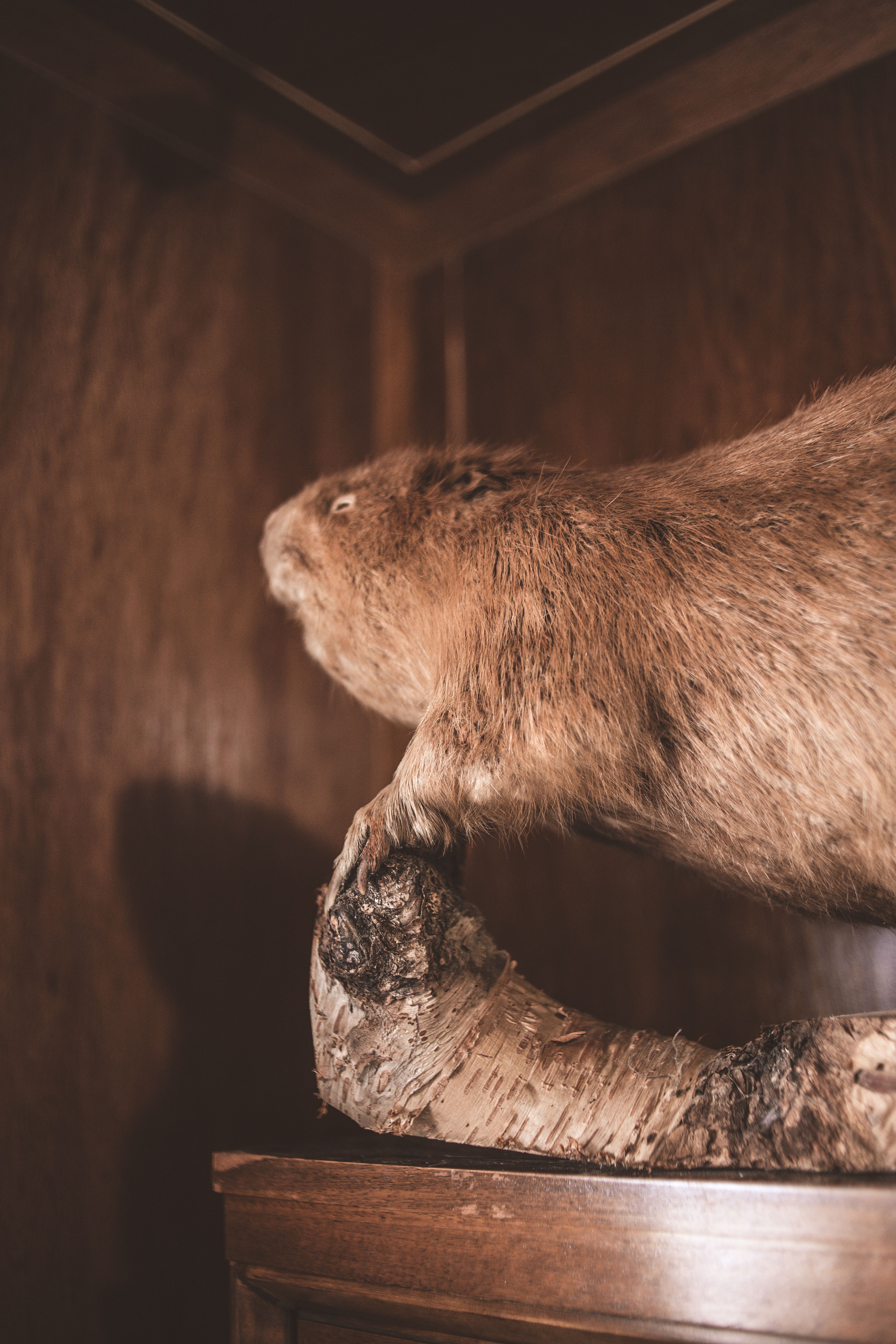 Woman+Beaver Photos, Download The BEST Free Woman+Beaver Stock Photos ...
