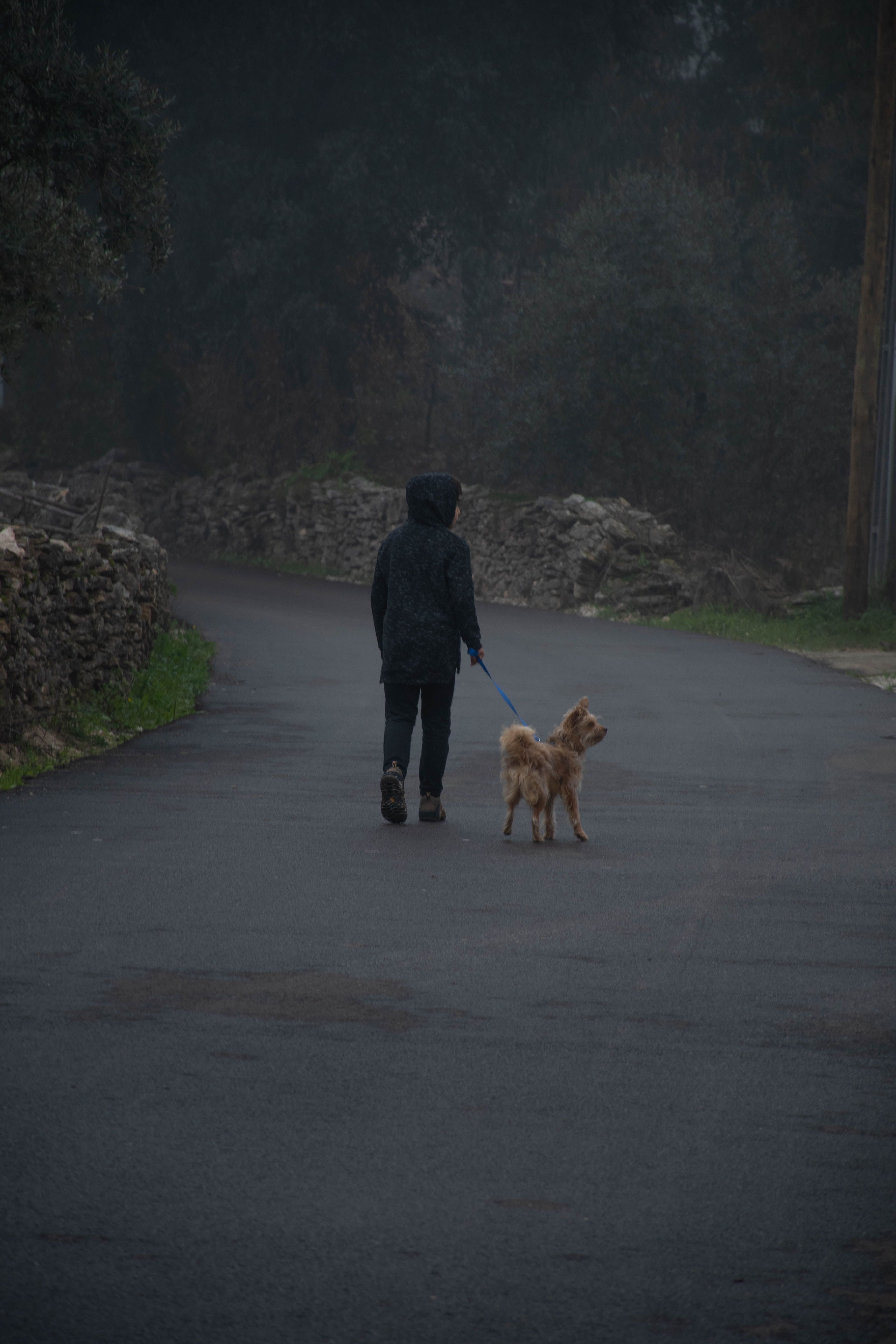Person Walking with a Dog on the Sidewalk · Free Stock Photo