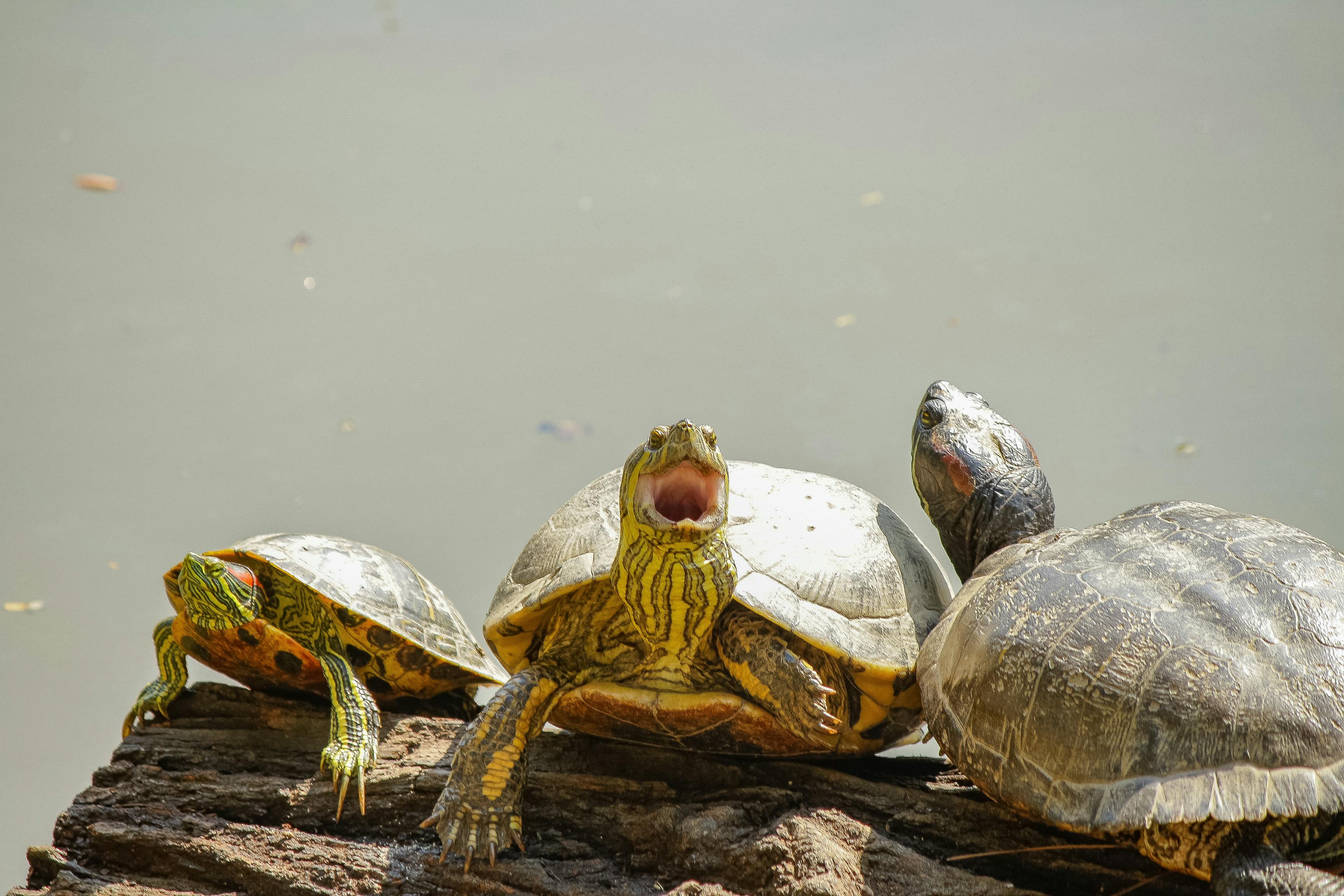 Close-Up Shot of Turtles on a Rock · Free Stock Photo