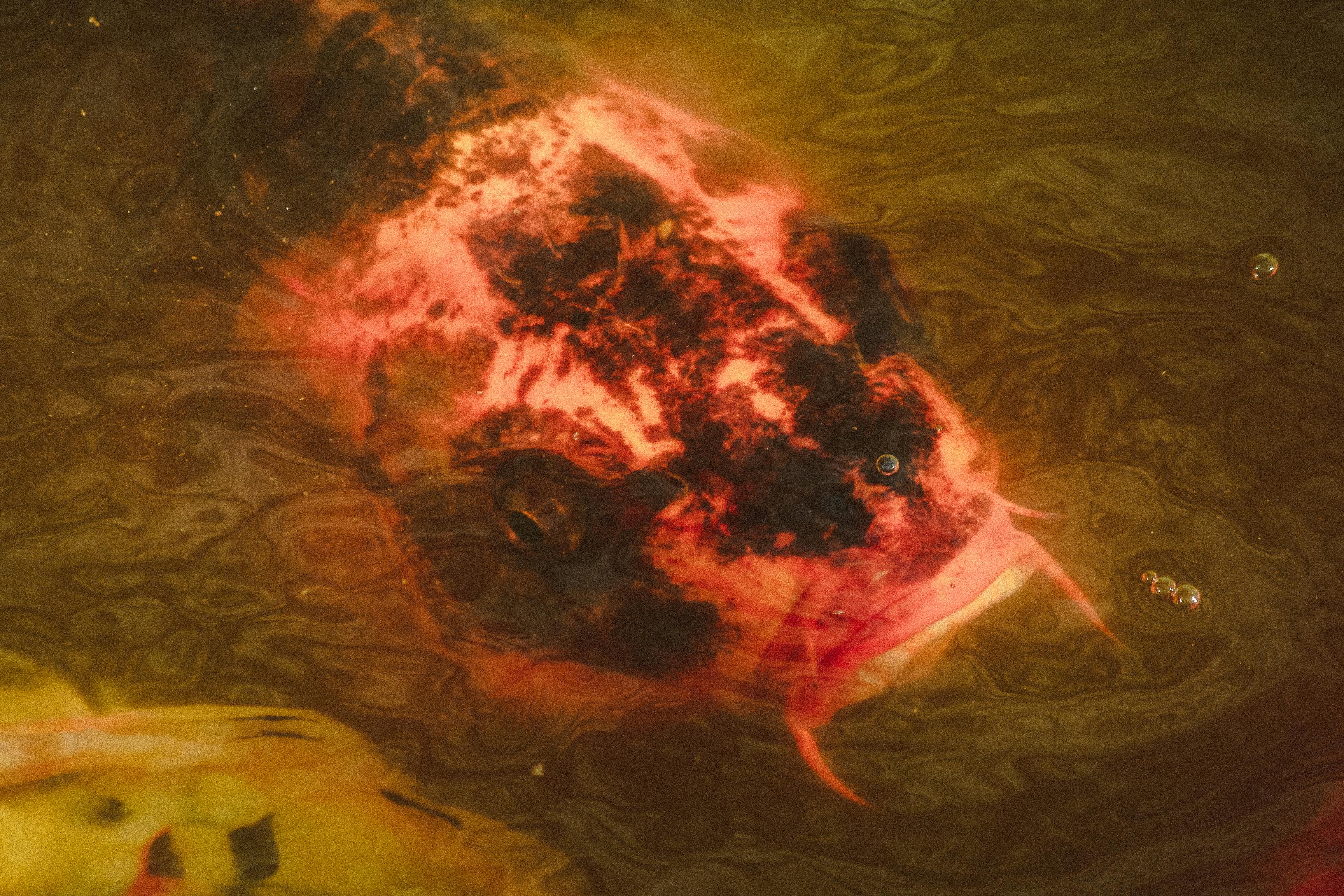 Close Up Photography of a Red Koi in Water · Free Stock Photo