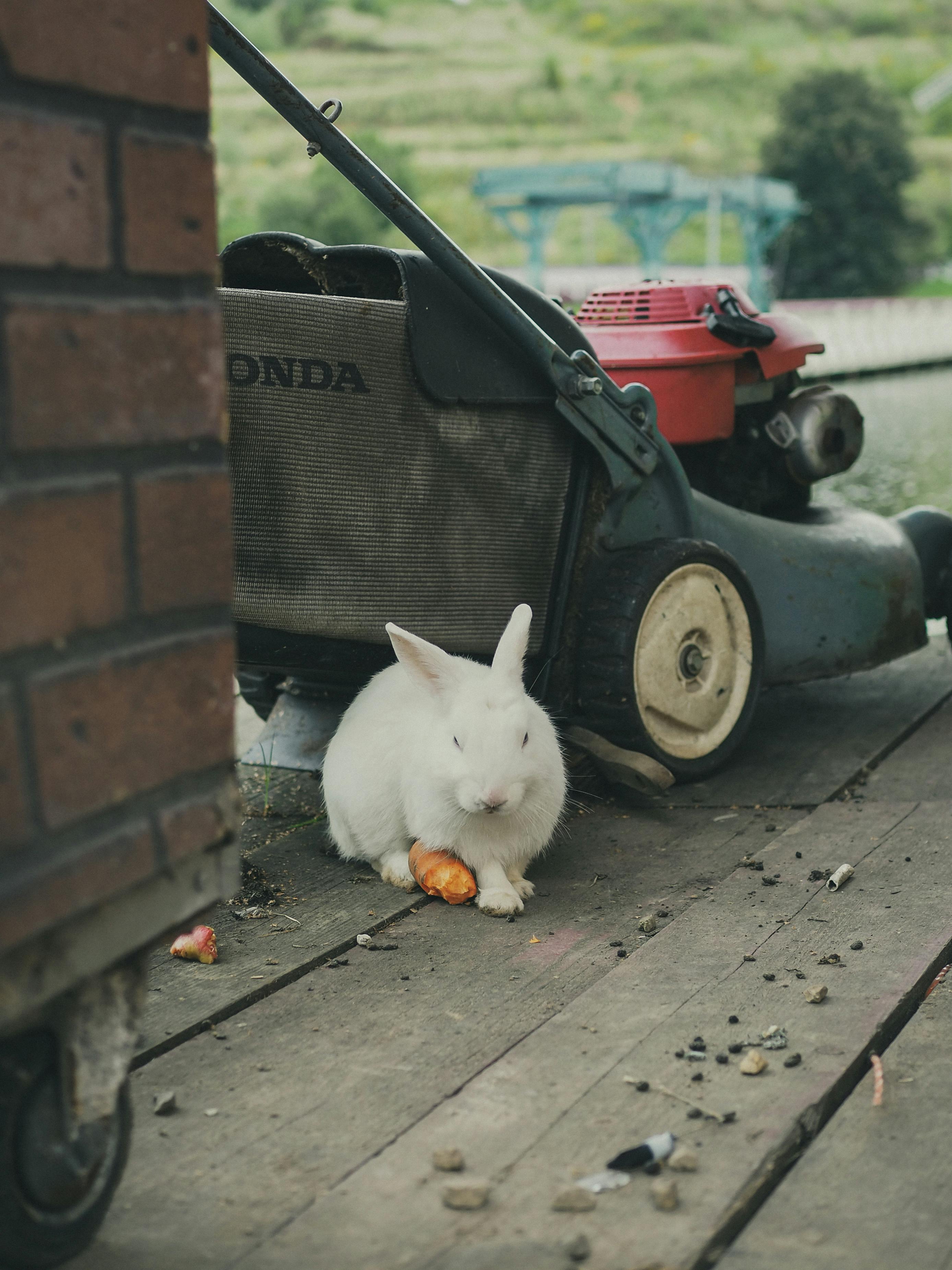 White Rabbit Beside a Lawn Mower · Free Stock Photo