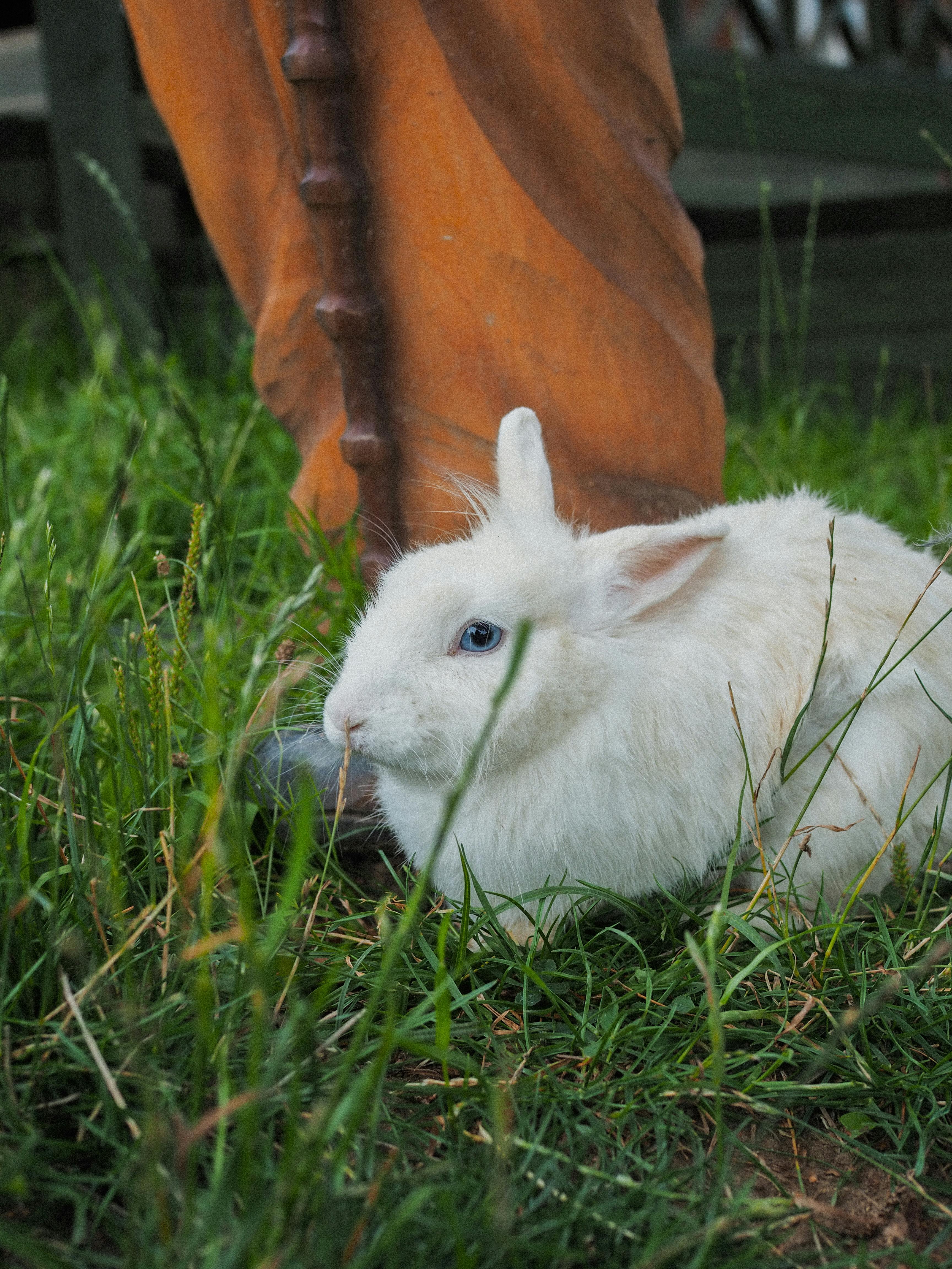 White Rabbit on Green Grass · Free Stock Photo
