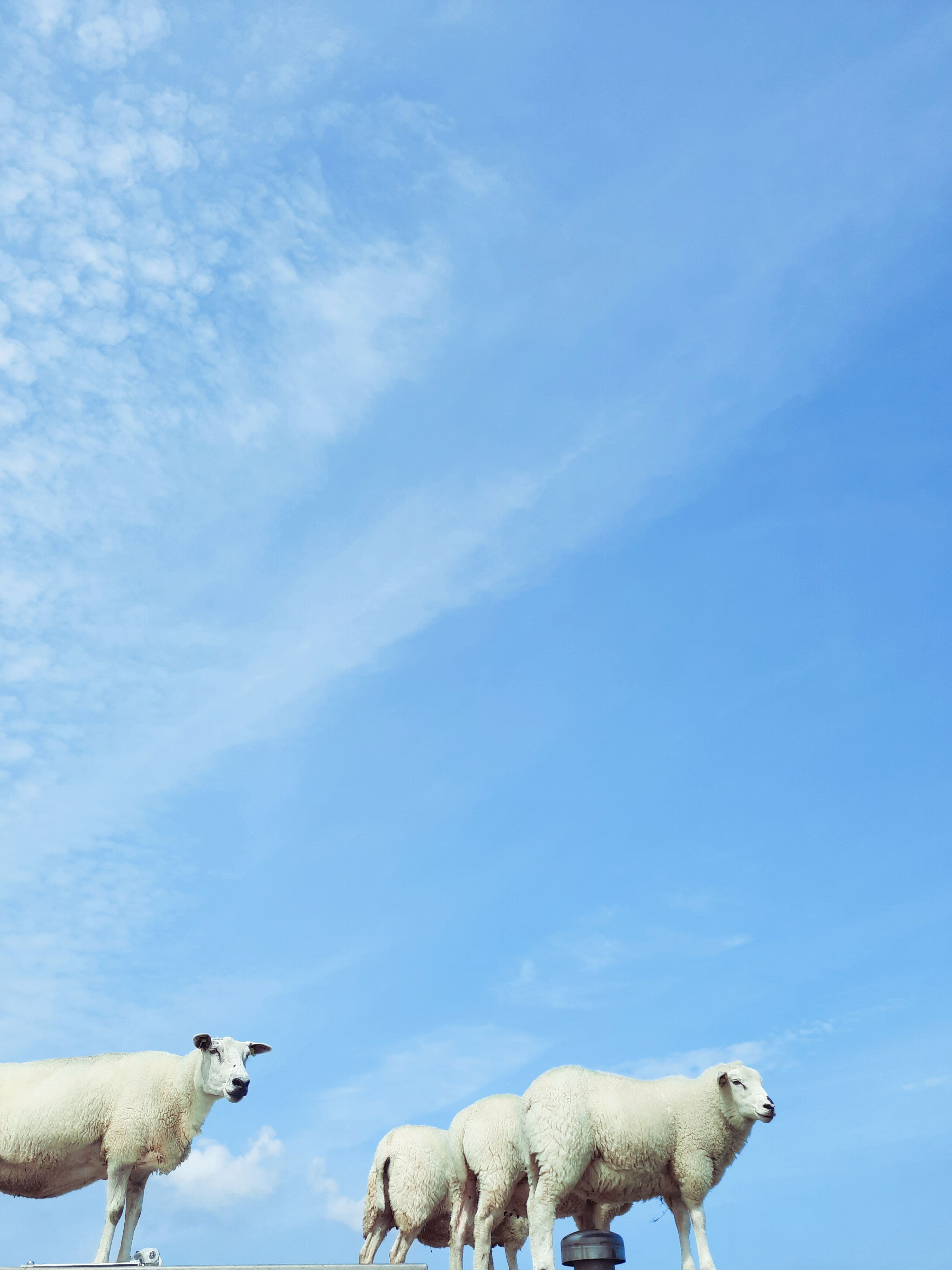 Sheep Under Blue Sky · Free Stock Photo