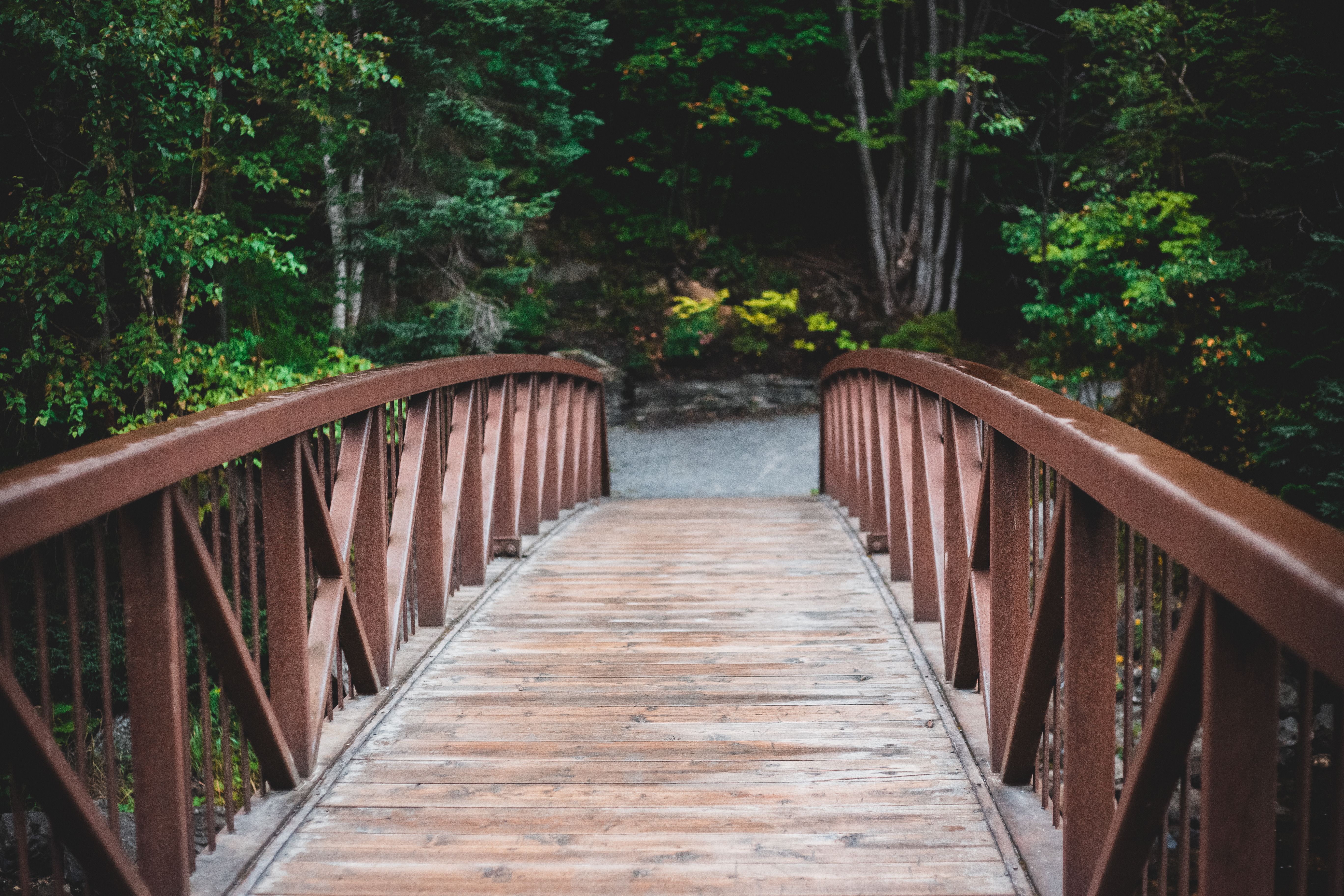A Wooden Bridge in a Forest · Free Stock Photo