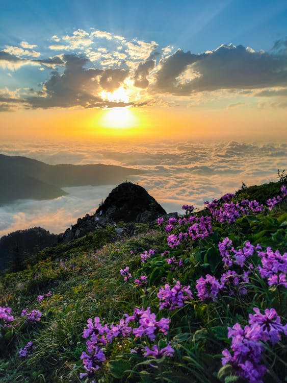 Purple Flower Field Near Mountain during Sunset · Free Stock Photo Purple Flower Field Near Mountain during Sunset · Free Stock Photo