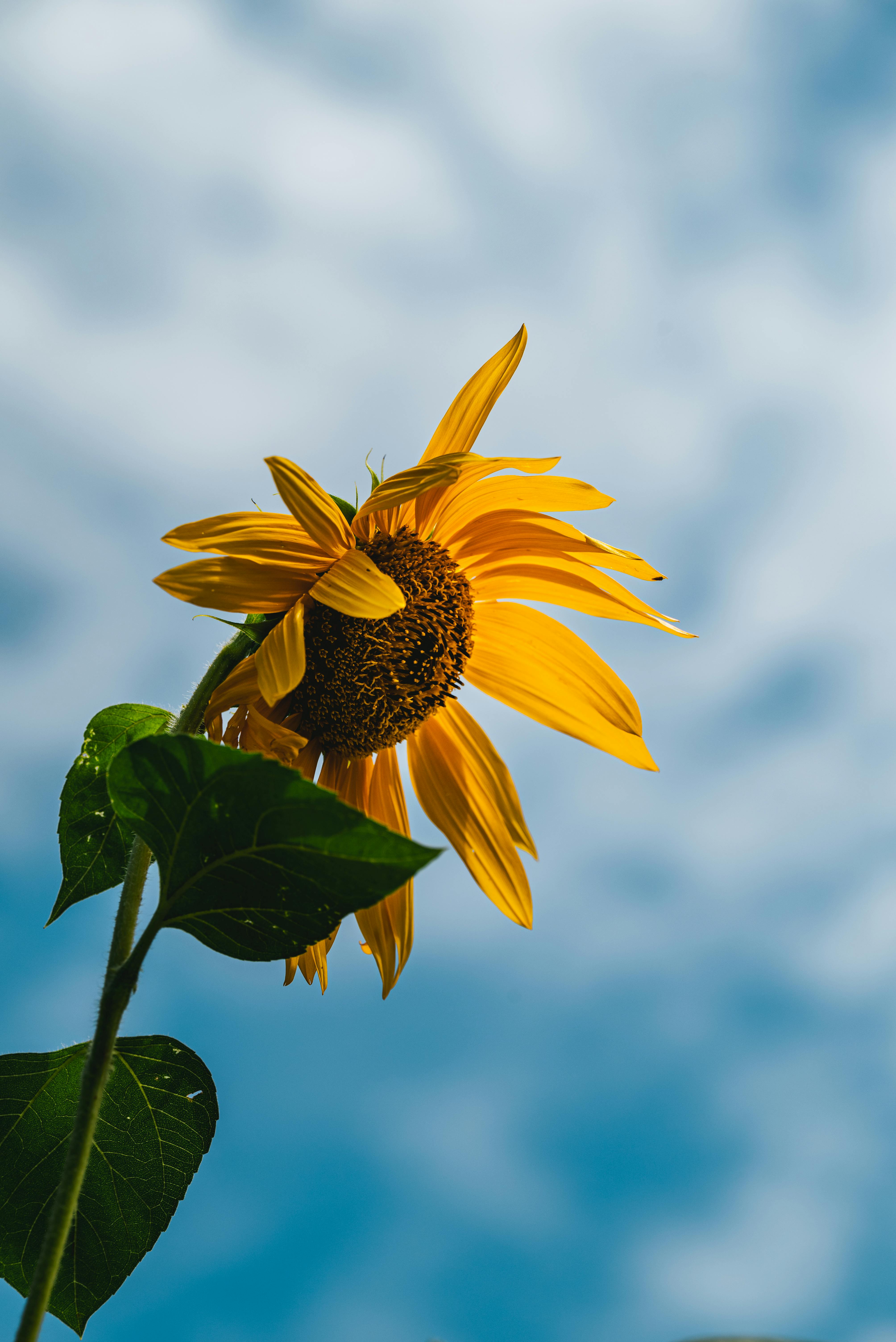 Sunflower Backgrounds