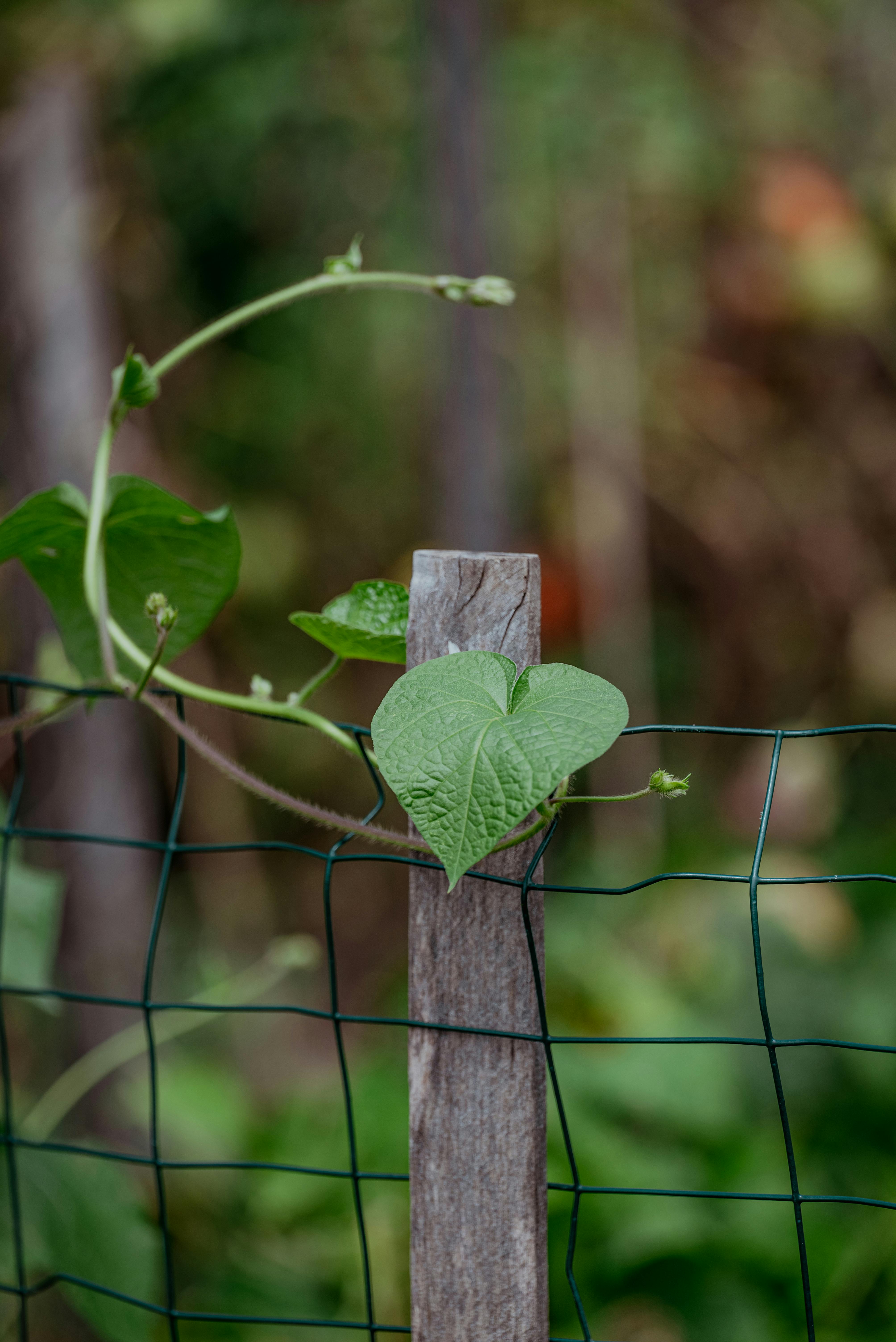 CCTV Camera on Vine Covered Surface · Free Stock Photo