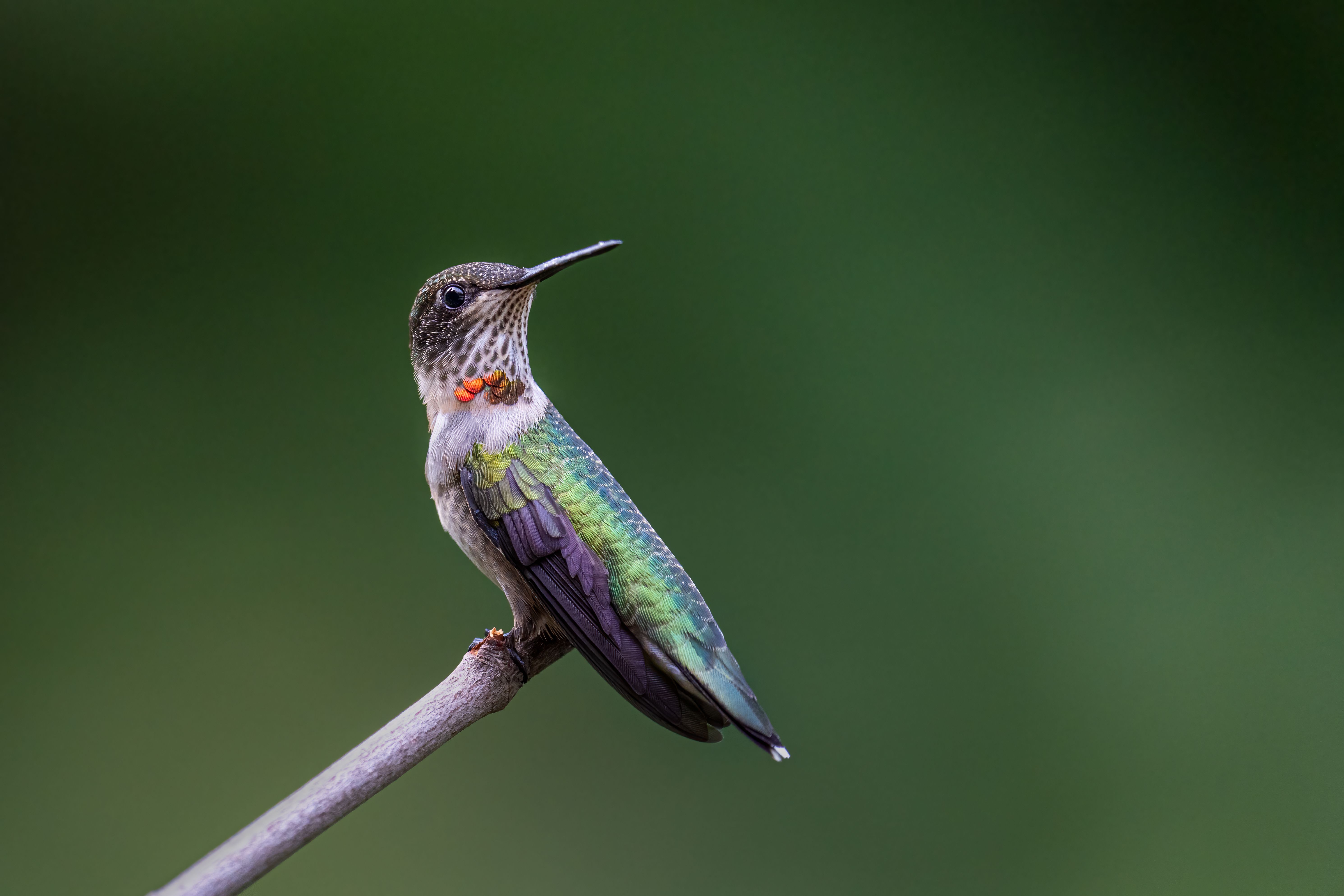 Colibrí Verde Y Negro · Foto de stock gratuita