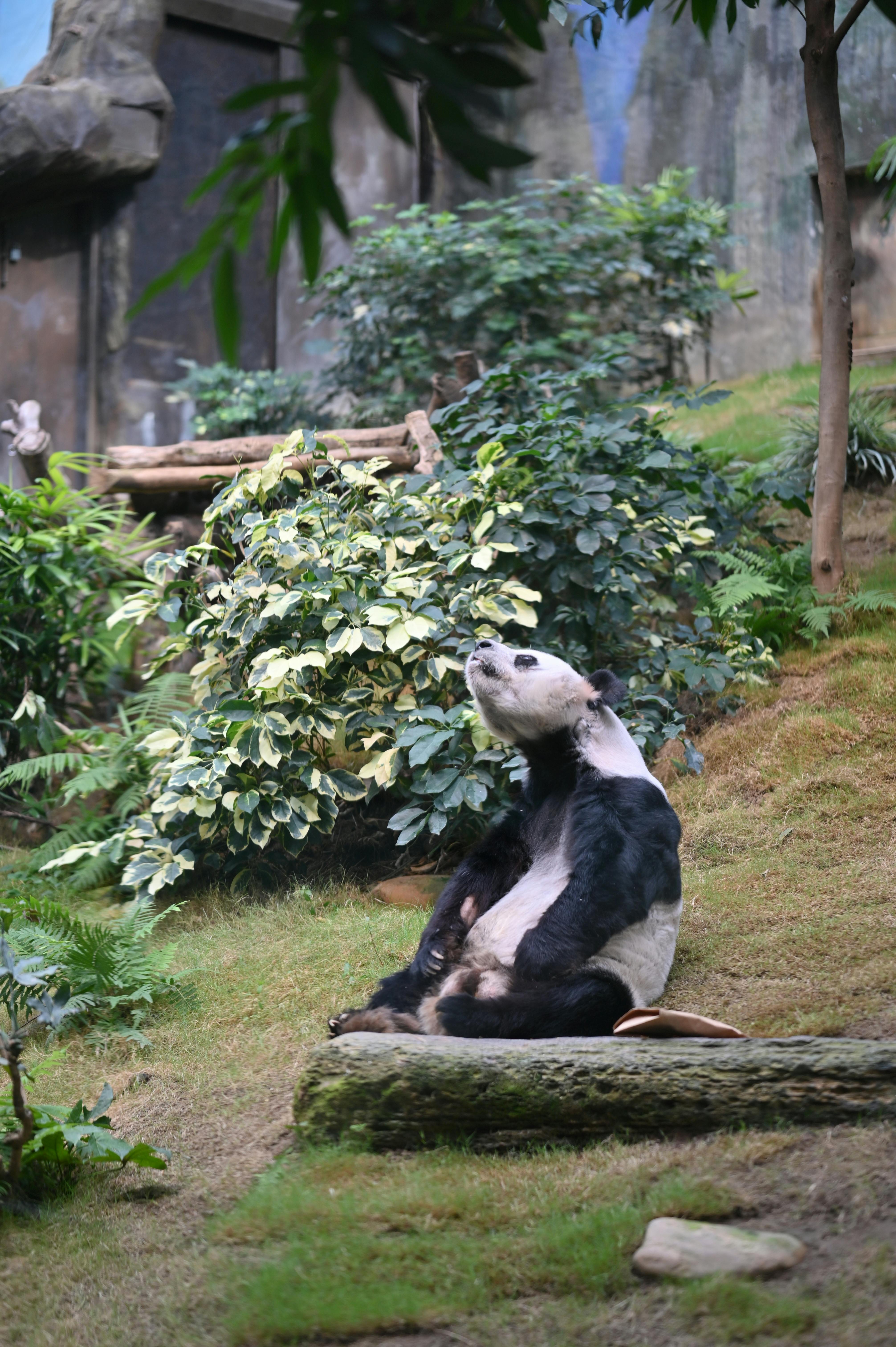 Portrait of Sitting Panda · Free Stock Photo