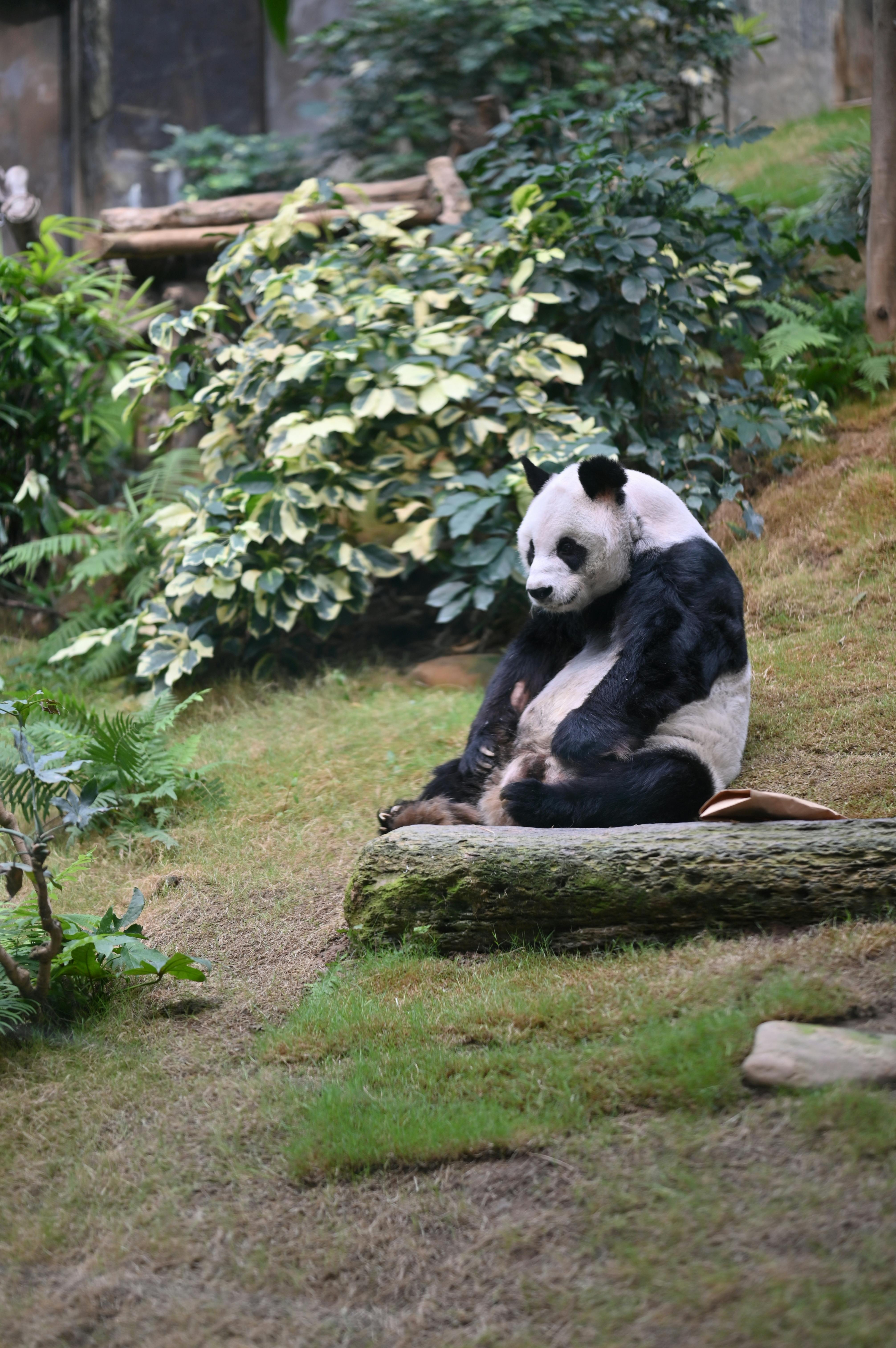 A Panda Sitting on the Grass · Free Stock Photo