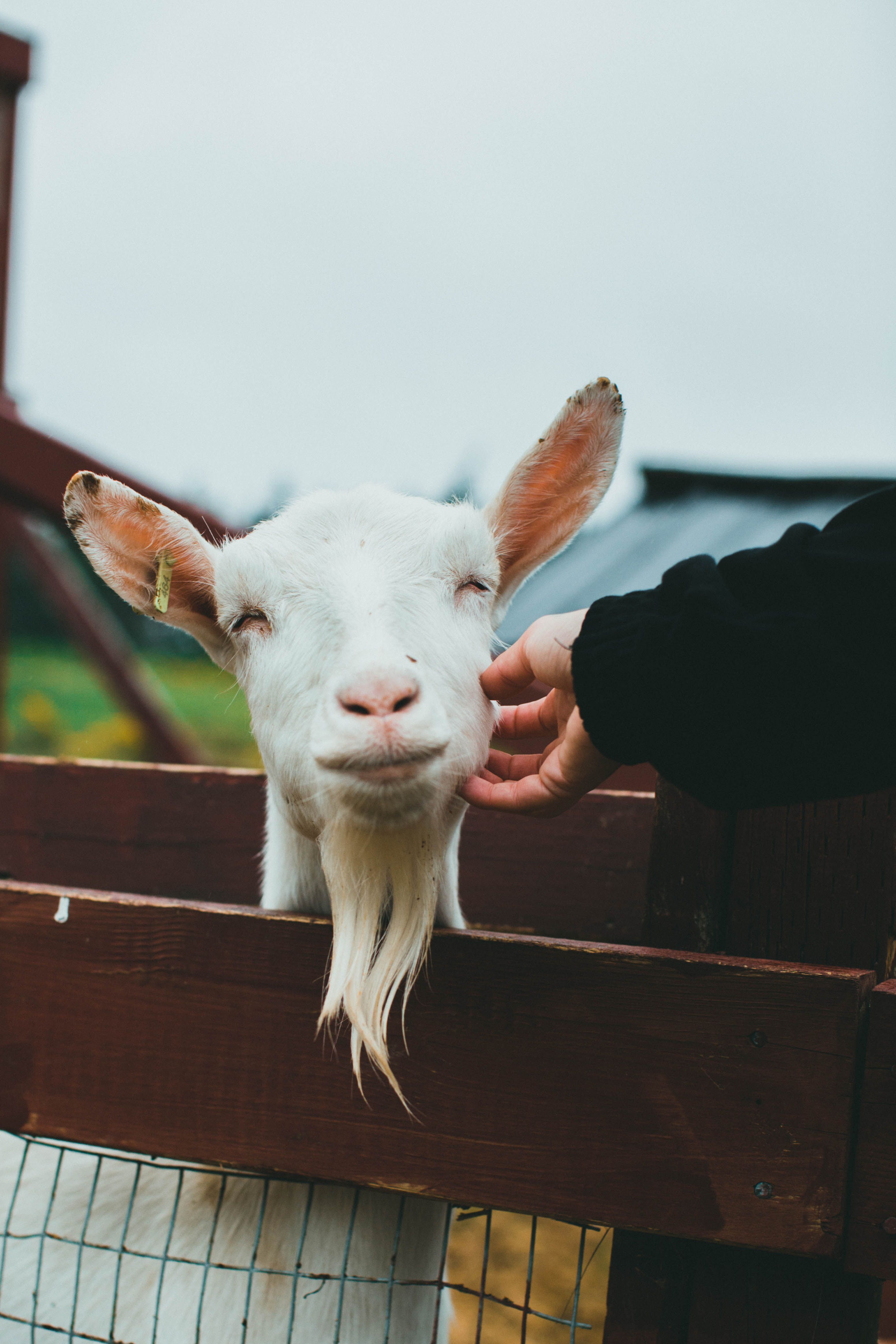 Close-Up Shot of a Person Touching a White Goat · Free Stock Photo