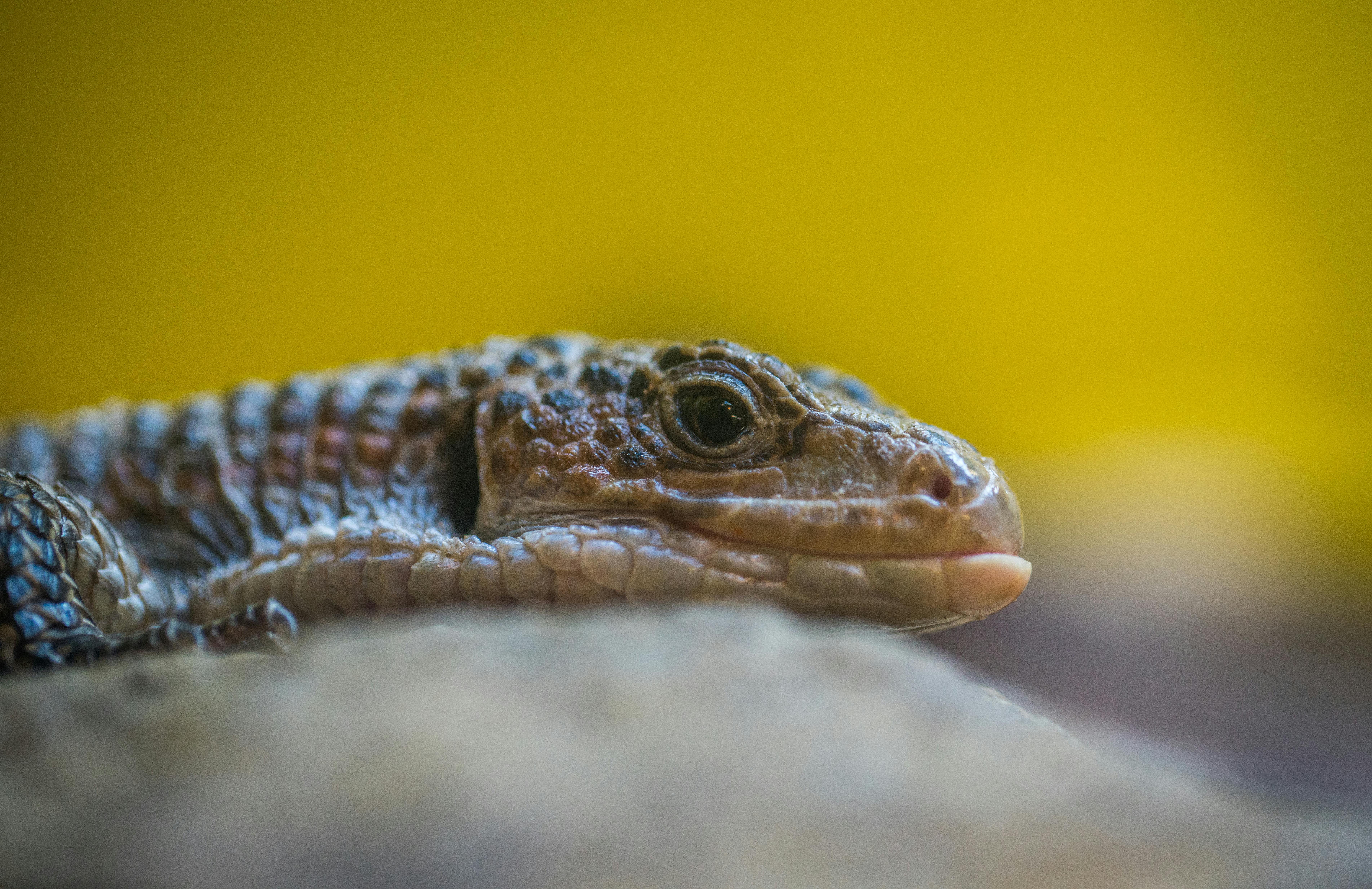 Gray Reptile Close-up Photography · Free Stock Photo