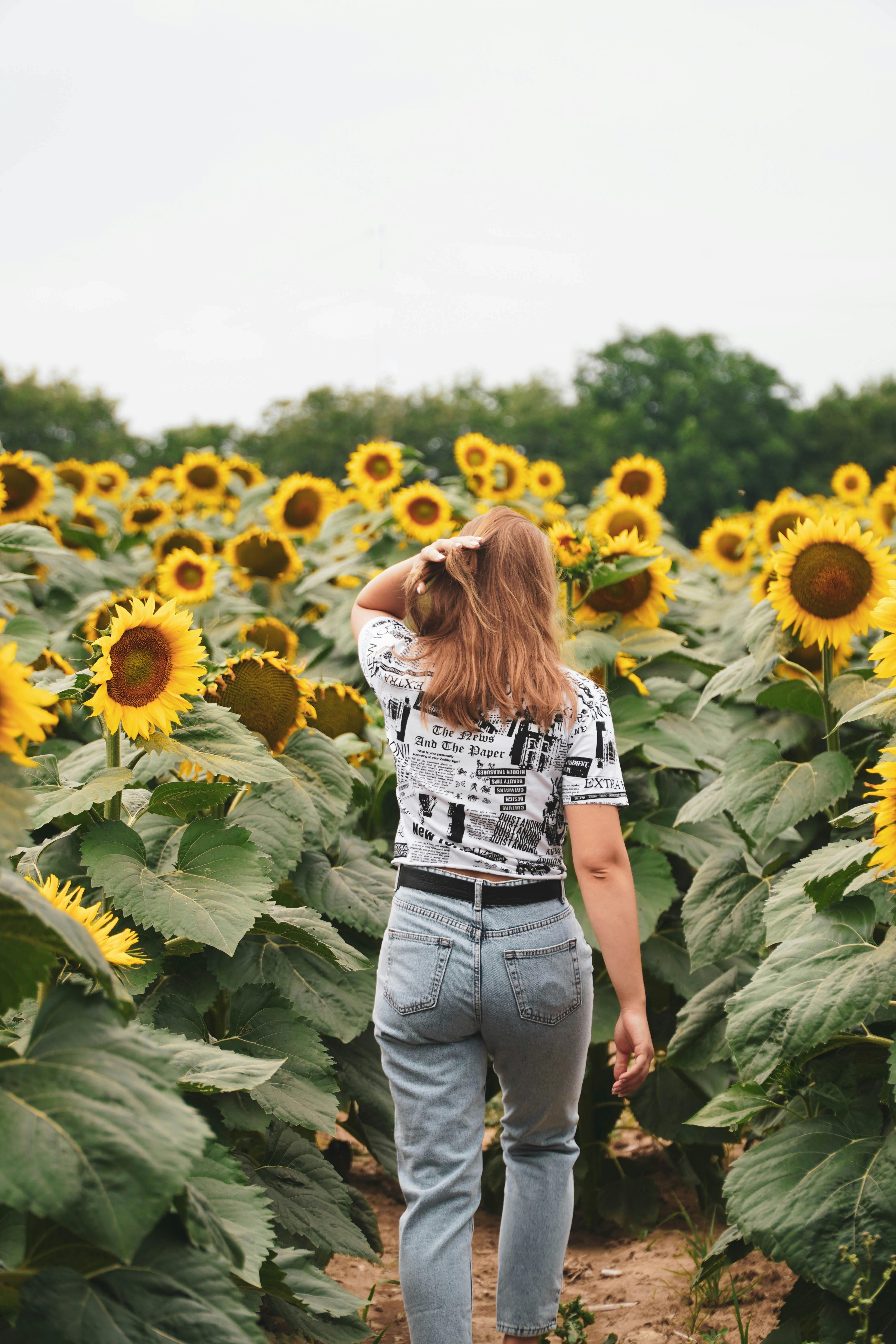 A Woman Walking on the Field of Sunflowers · Free Stock Photo